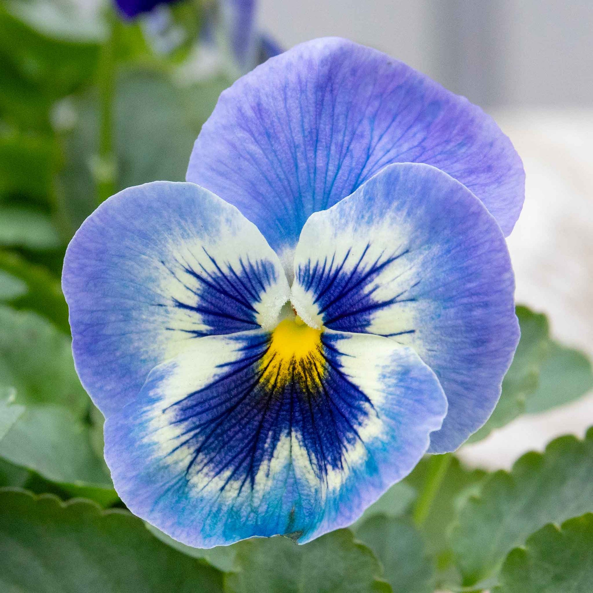 Pansy Plant 'Matrix Marina' | Buy Pansy Plants Online | Pansy Plants ...