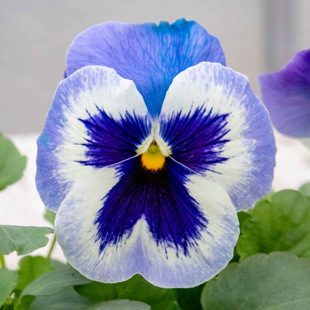 Pansy Plant 'Matrix Marina' | Buy Pansy Plants Online | Pansy Plants ...