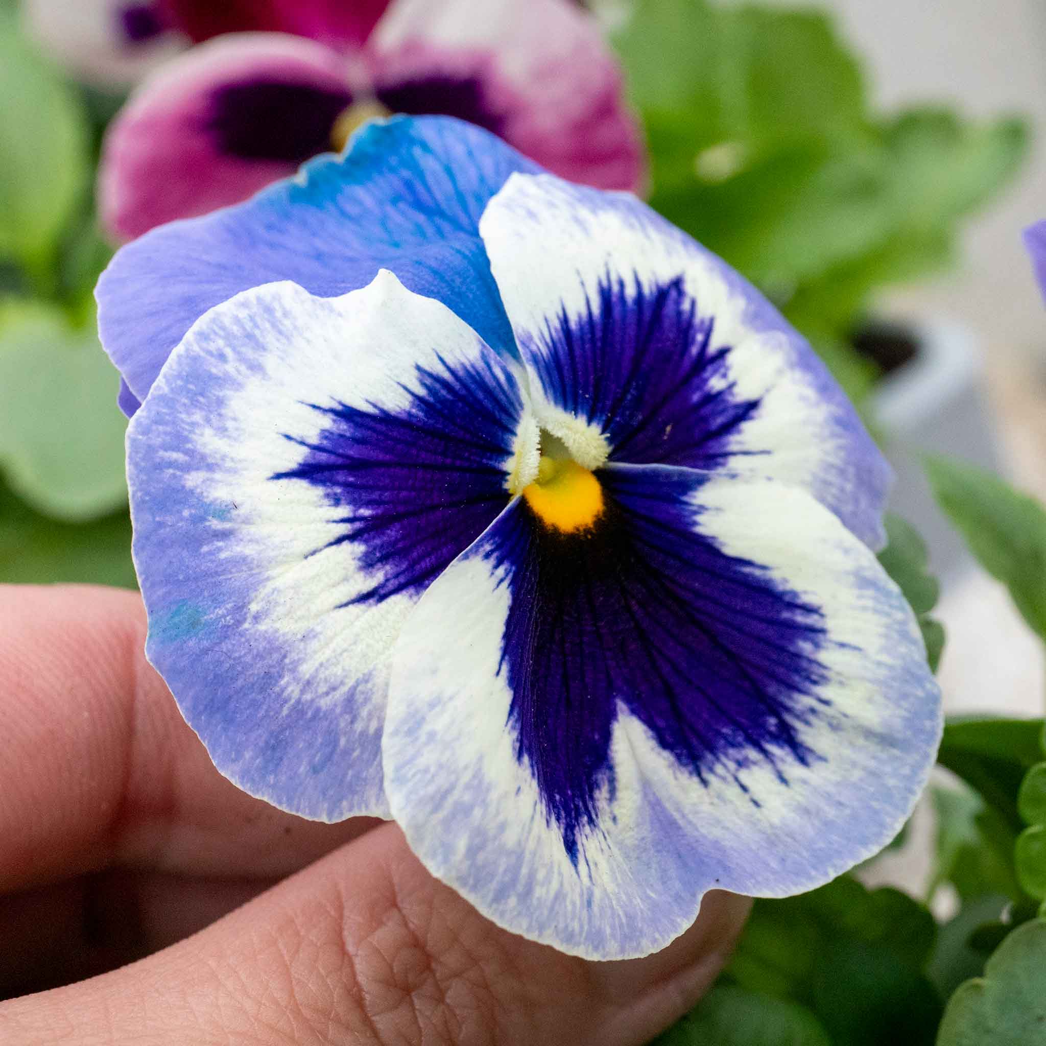 Pansy Plant 'Matrix Marina' | Buy Pansy Plants Online | Pansy Plants ...