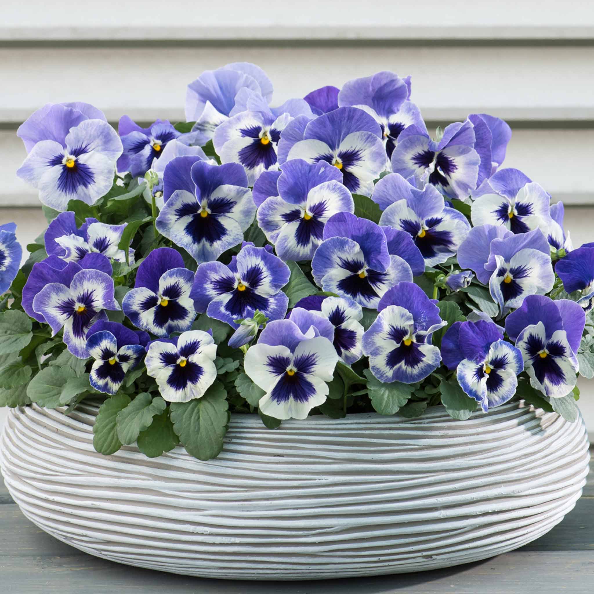 Pansy Plant 'Matrix Marina' | Buy Pansy Plants Online | Pansy Plants ...