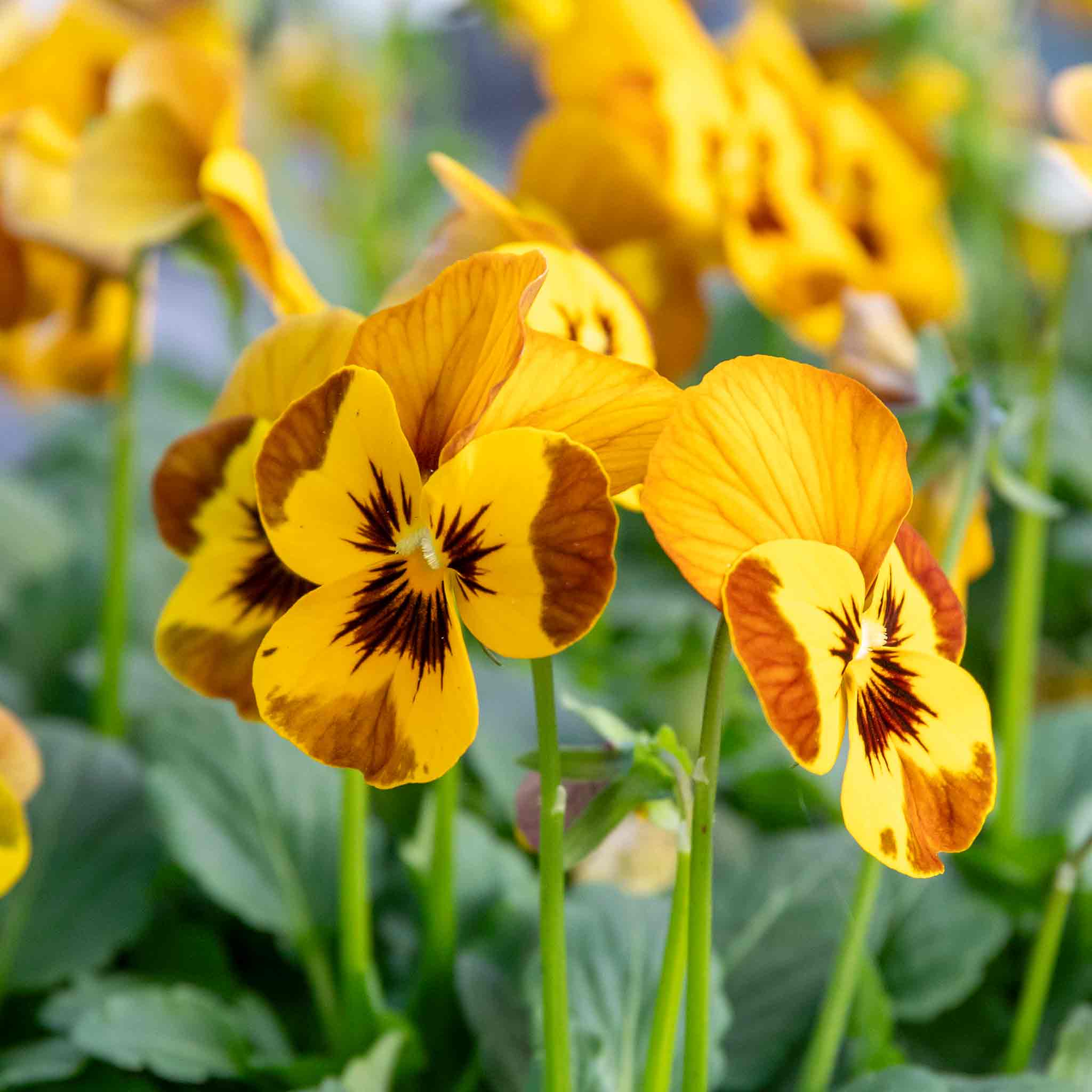 Viola Plant 'Sorbet Honey Bee' | Marshalls Garden