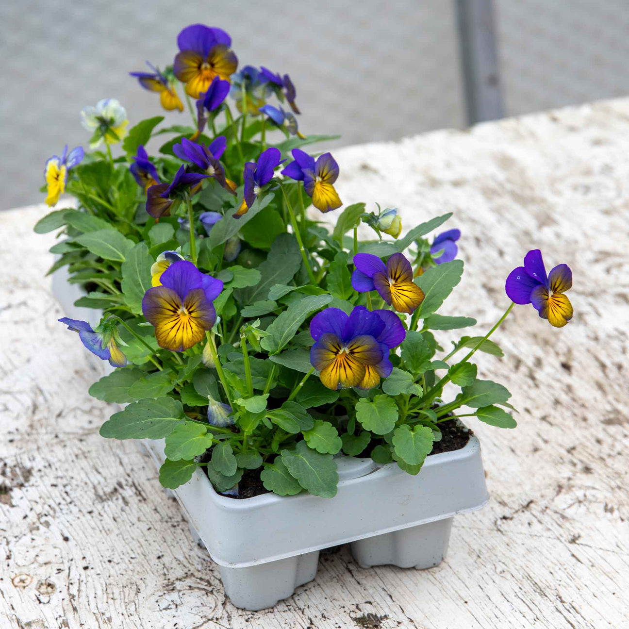 Viola Plant 'Sorbet Morpho' | Buy Viola Plants Online | Viola Plants ...