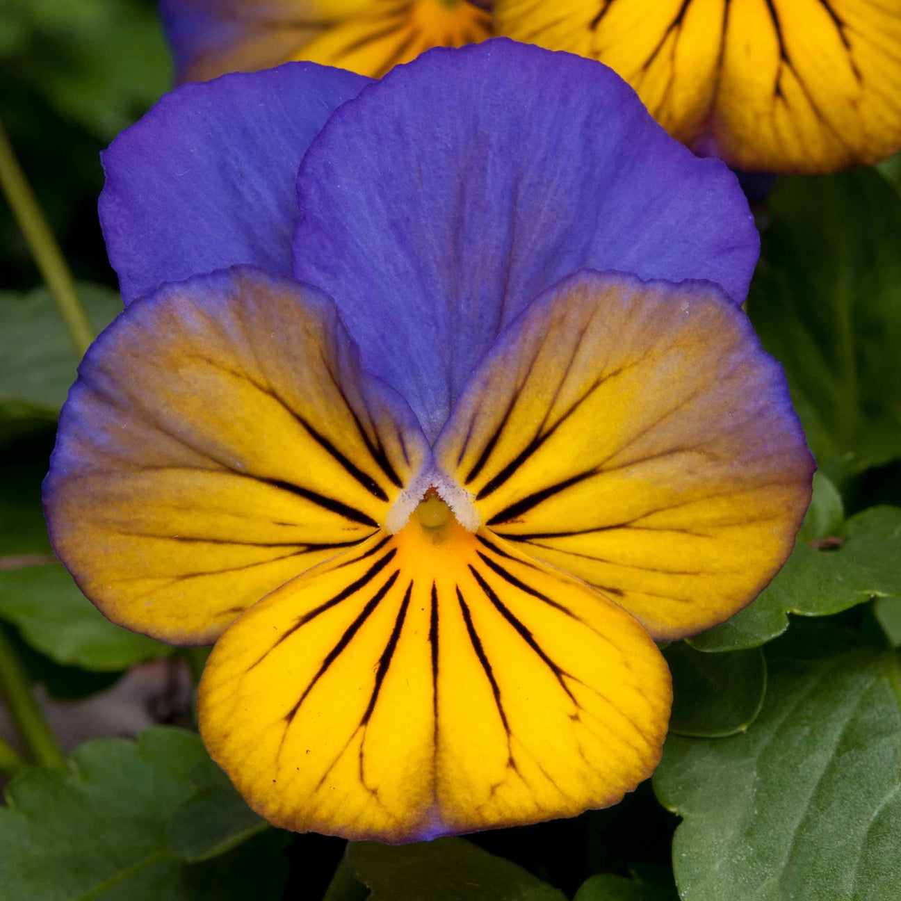 Viola Plant 'Sorbet Morpho' | Buy Viola Plants Online | Viola Plants ...