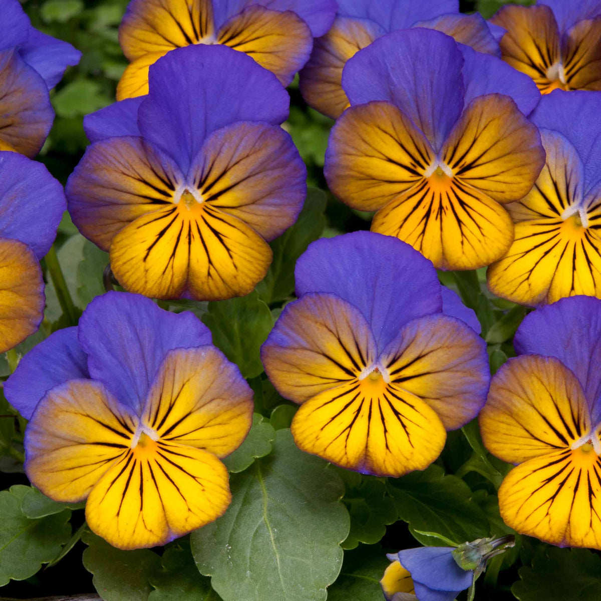 Viola Plant 'Sorbet Morpho' | Buy Viola Plants Online | Viola Plants ...