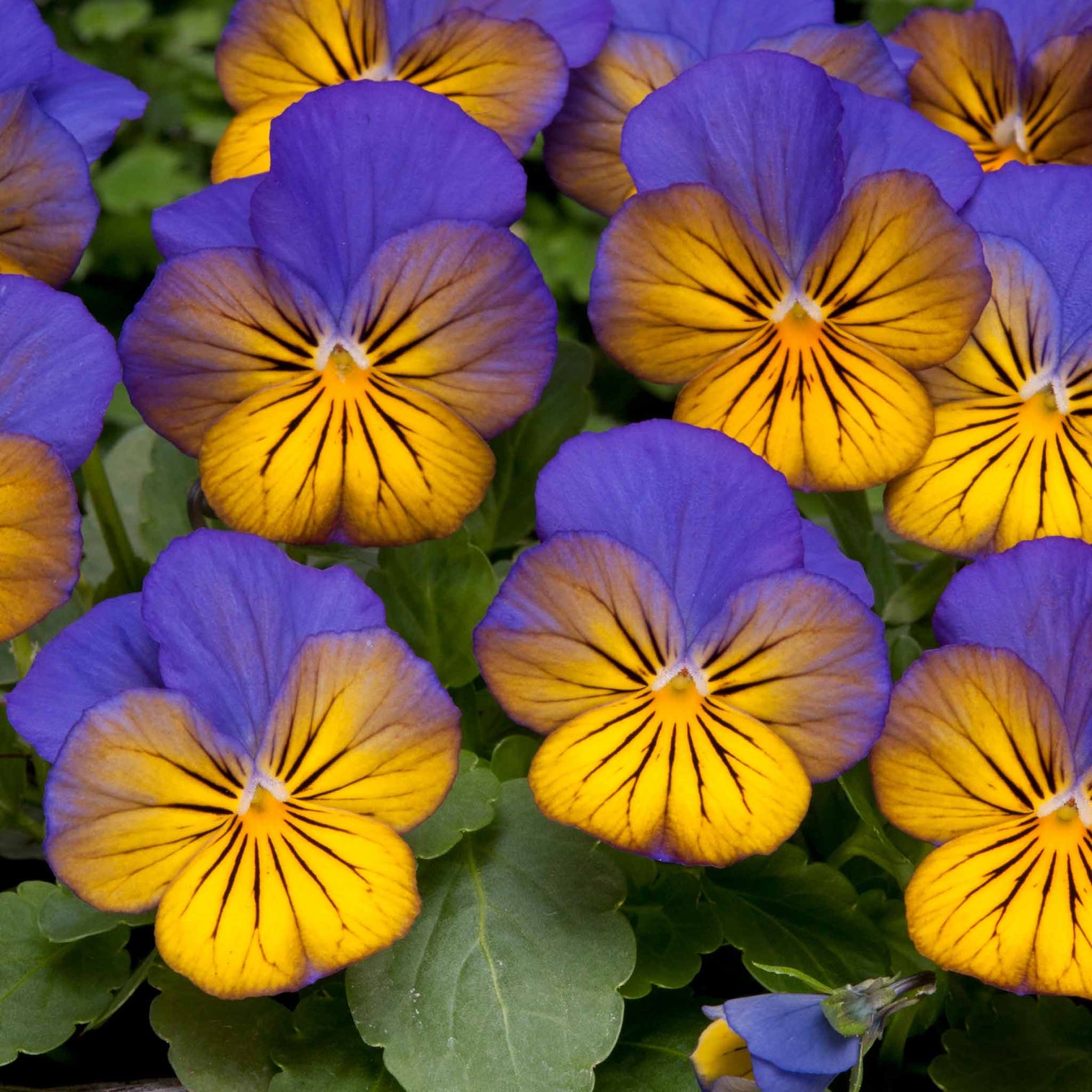 Viola Plant 'Sorbet Morpho' | Buy Viola Plants Online | Viola Plants ...