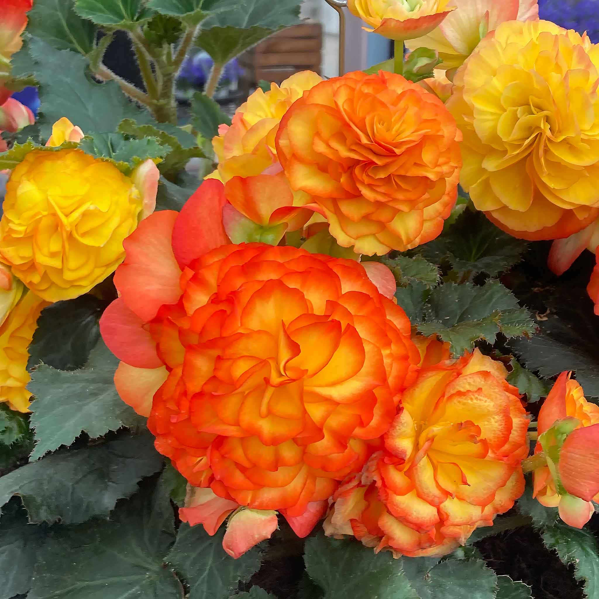 Begonia Plant 'Non Stop Flame' | Buy Begonia Plant Online | Begonia ...