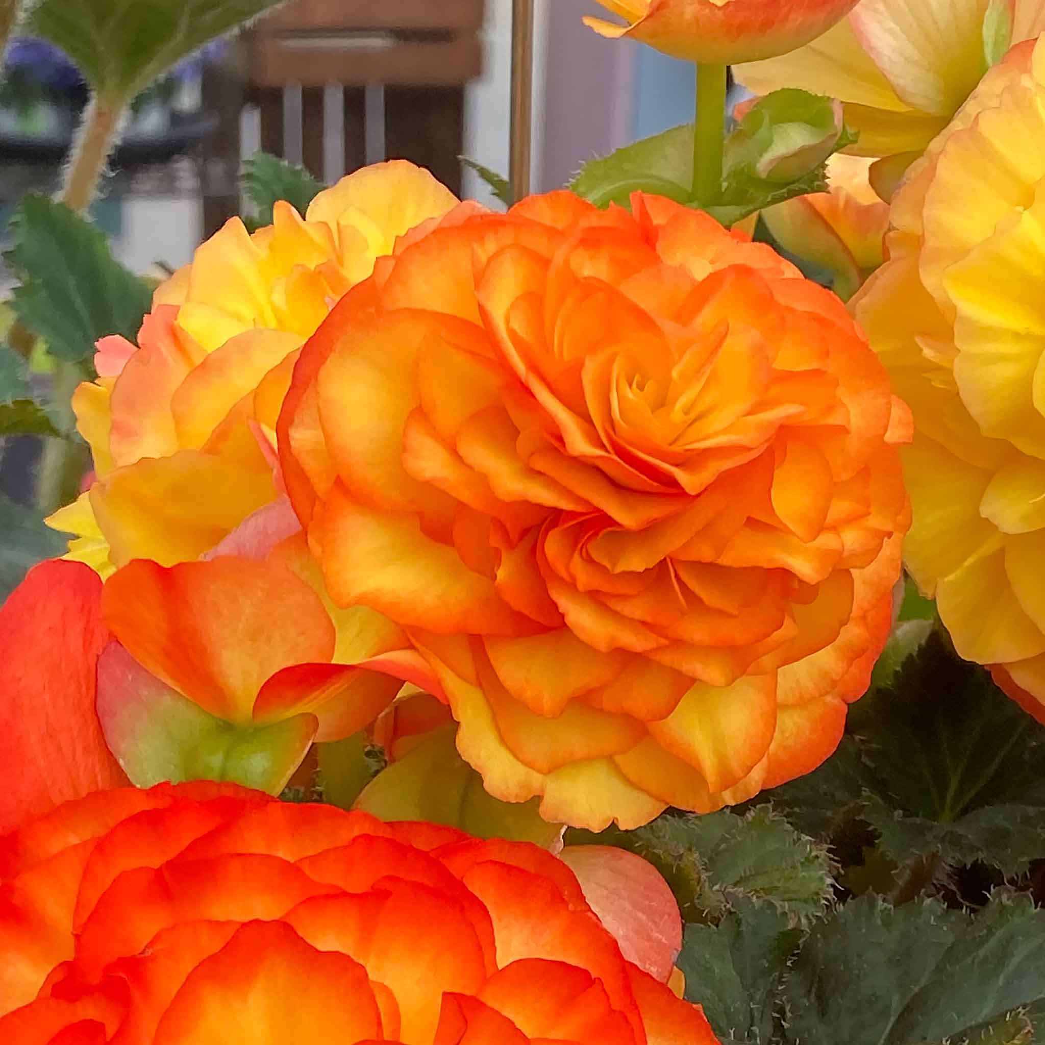 Begonia Plant 'Non Stop Flame' | Marshalls Garden