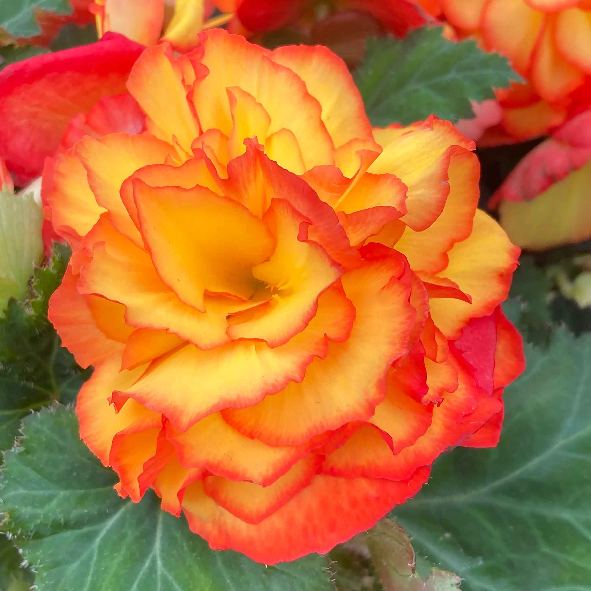 Begonia Plant 'Non Stop Flame' | Buy Begonia Plant Online | Begonia ...
