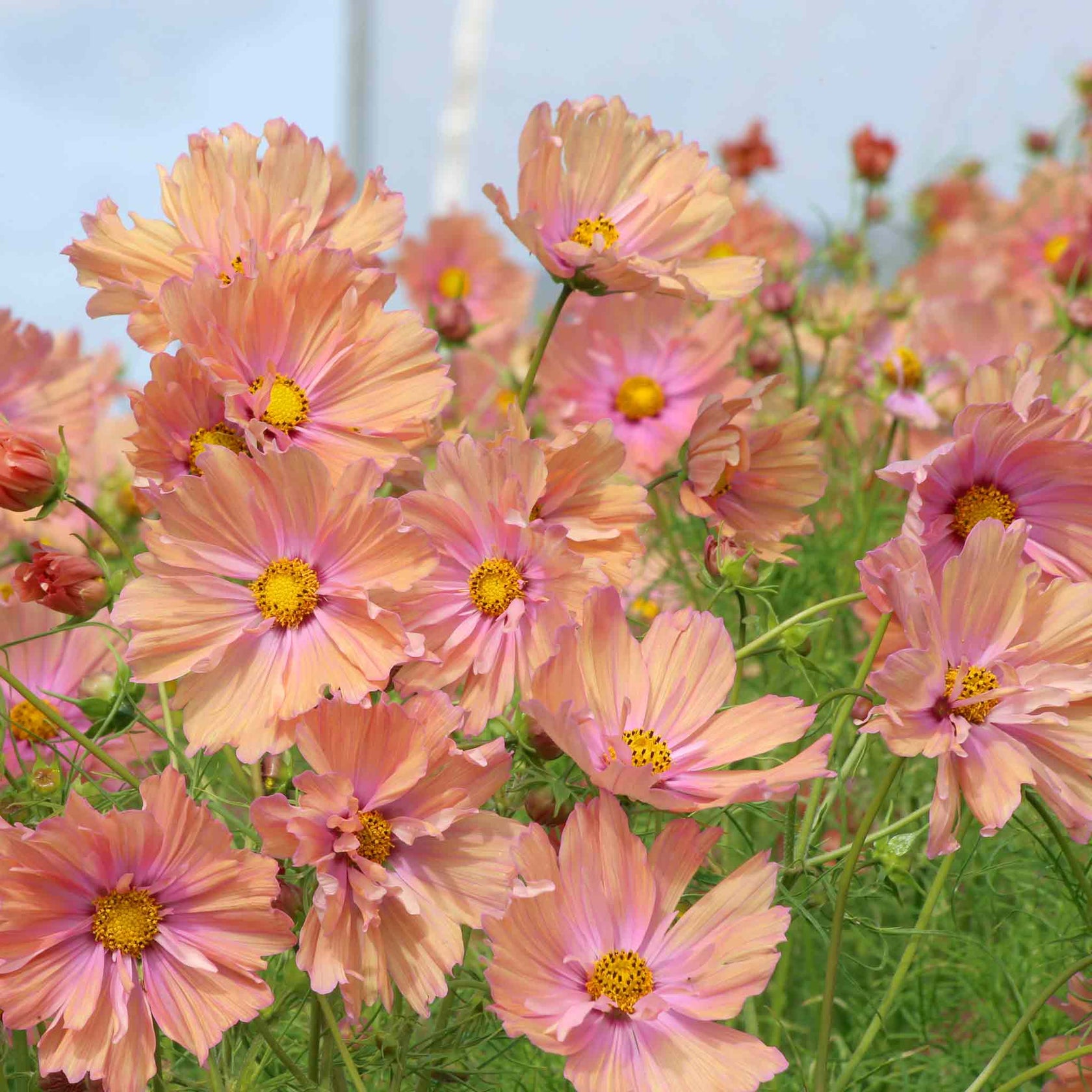 Cosmos Plant 'Apricotta' | Marshalls Garden