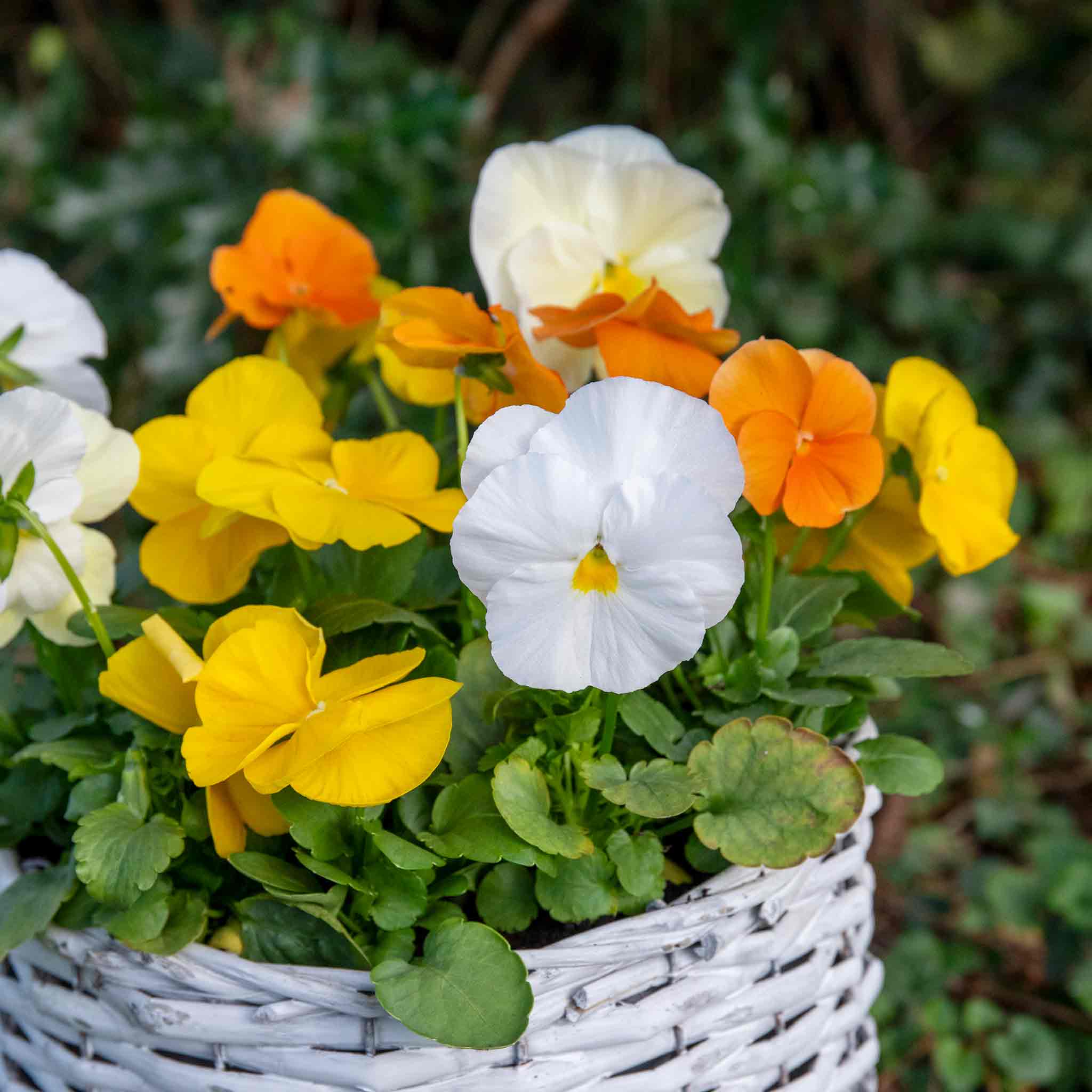 Pansy Plant 'Matrix Citrus and Daffodil Mix' | Marshalls Garden