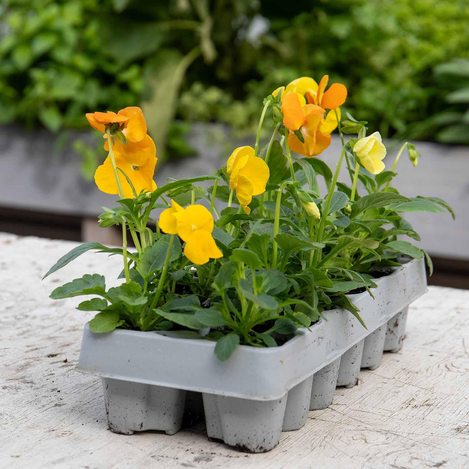 Pansy 'Matrix Citrus and Daffodil Mix' - 12 Garden Ready Plants | Buy ...