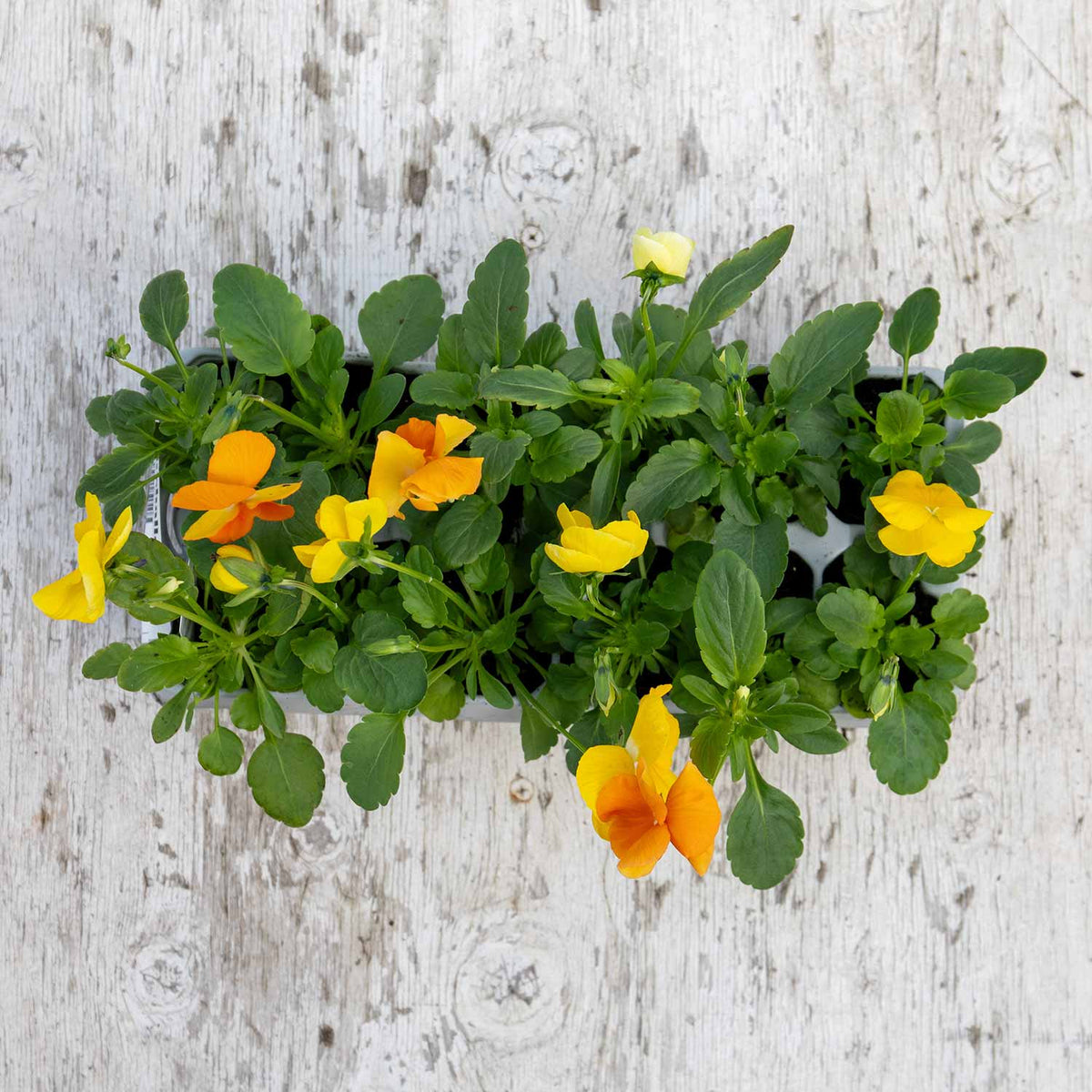 Pansy 'Matrix Citrus and Daffodil Mix' - 12 Garden Ready Plants | Buy ...