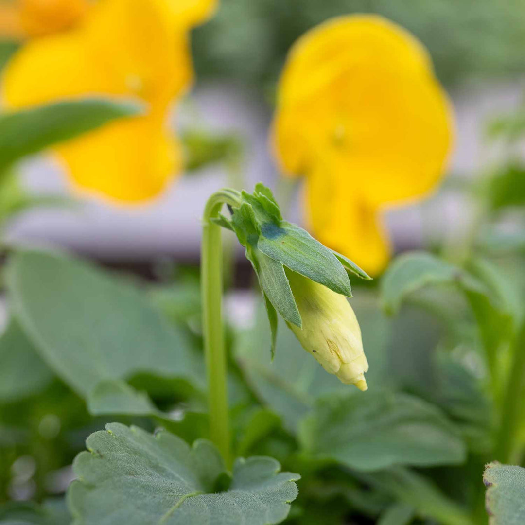 Pansy 'Matrix Citrus and Daffodil Mix' - 12 Garden Ready Plants | Buy ...