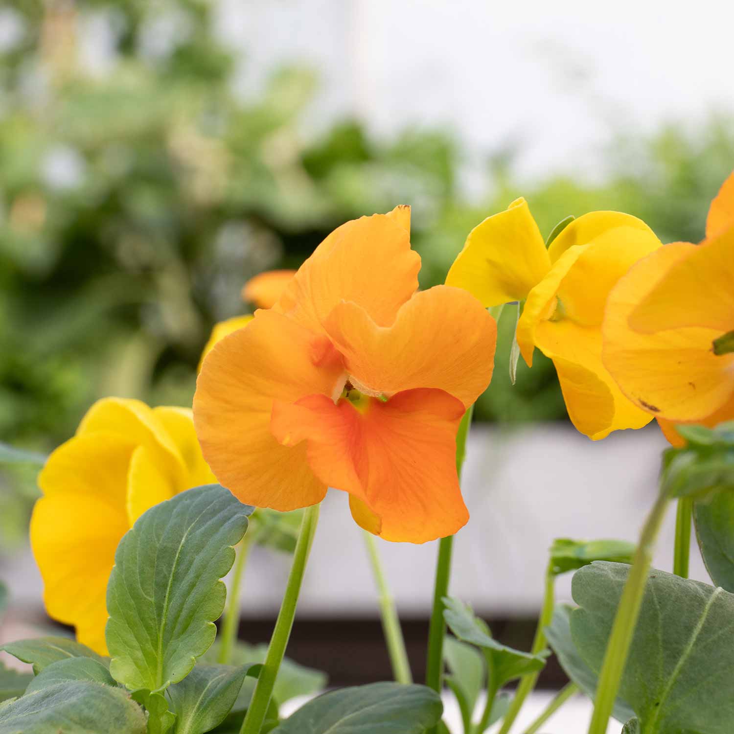 Pansy 'Matrix Citrus and Daffodil Mix' - 12 Garden Ready Plants | Buy ...