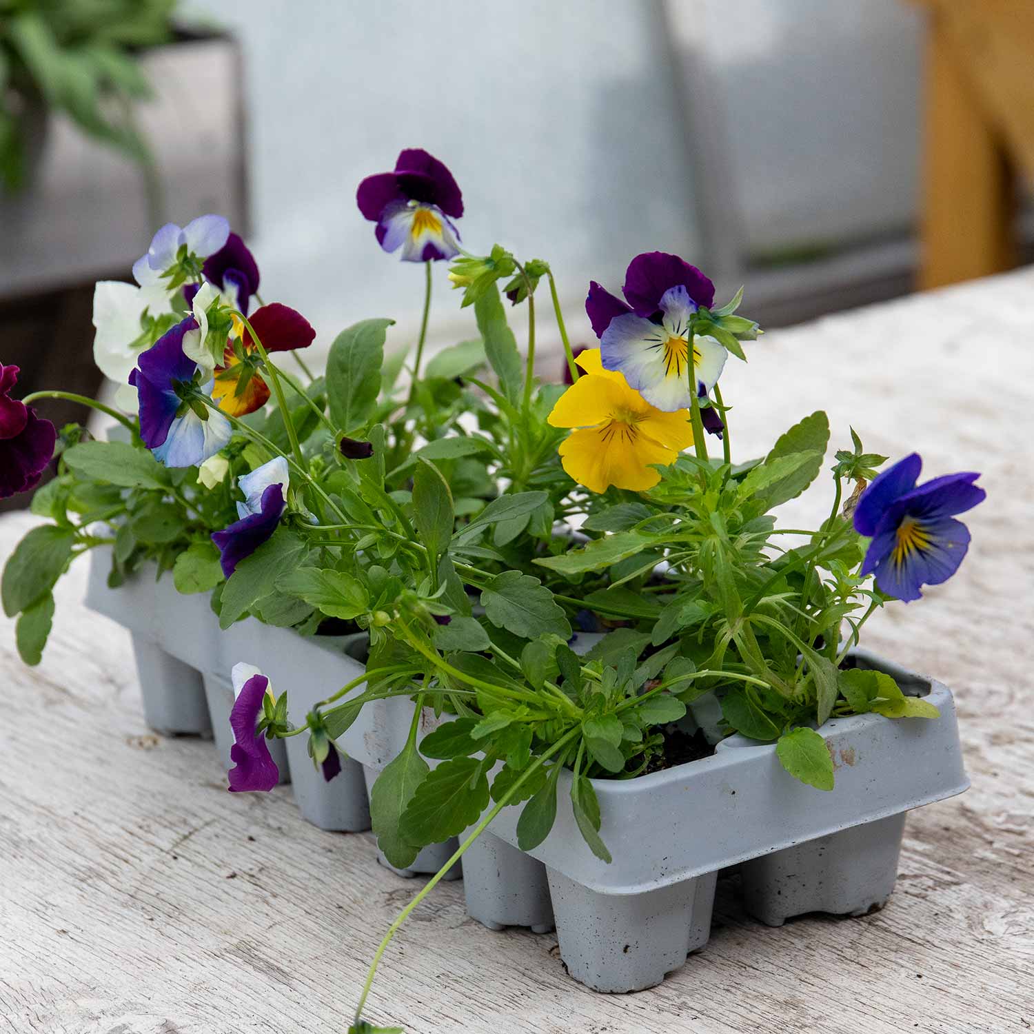 Pansy 'Cool Wave Mix' 12 Garden Ready Plants | Buy Pansy Plants Online ...