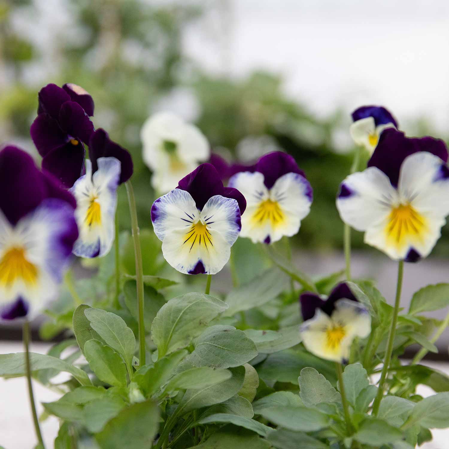 Pansy Cool Wave 'Berries & Cream Mix' - 12 Garden Ready Plug Plants ...