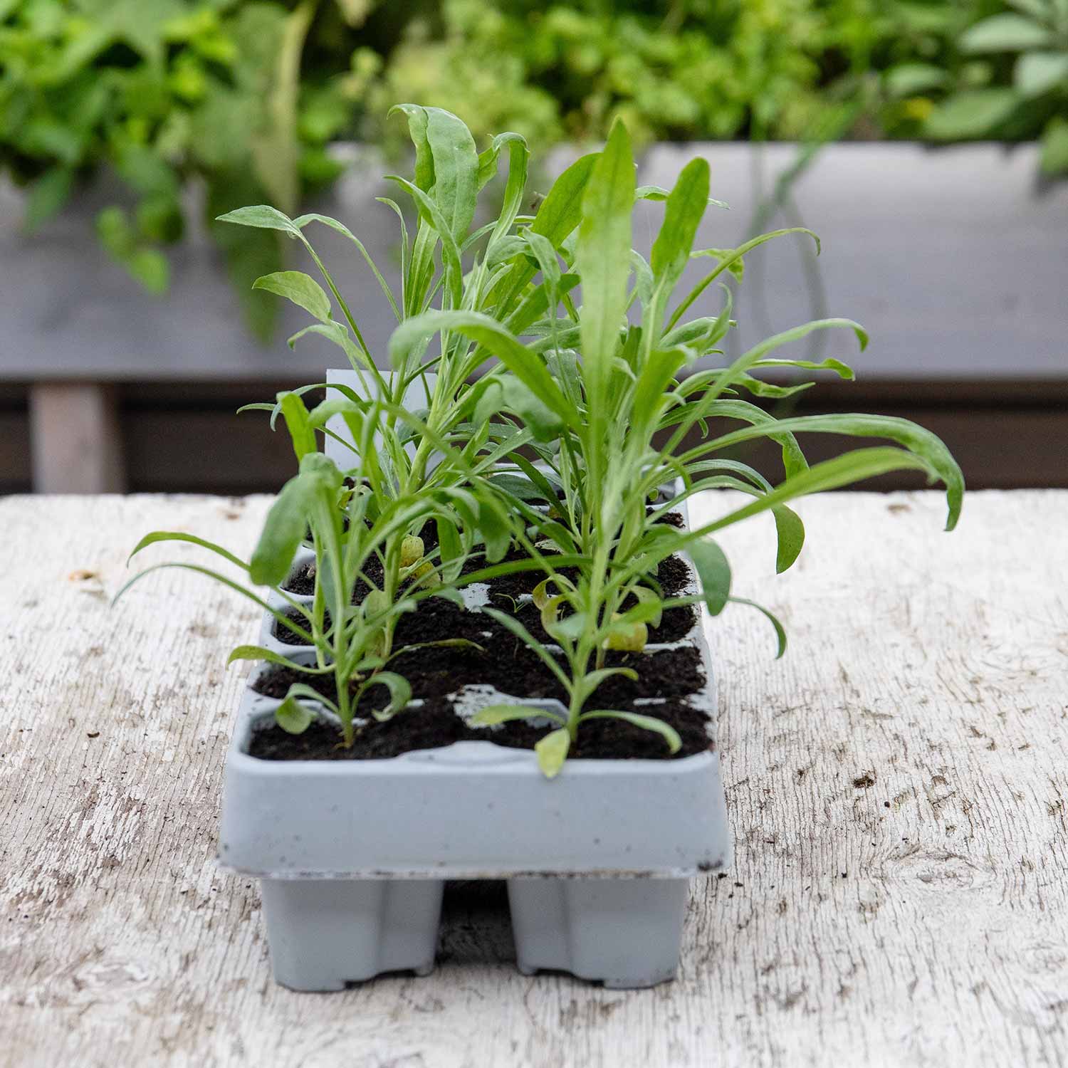 Wallflower 'Dwarf Bedder Orange' - 12 Garden Ready Plants | Buy ...