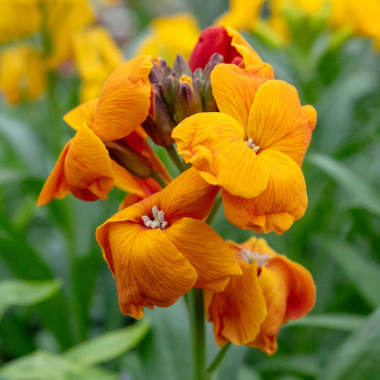 Wallflower Plant 'Dwarf Bedder Orange' | Buy Wallflower Plants Online ...