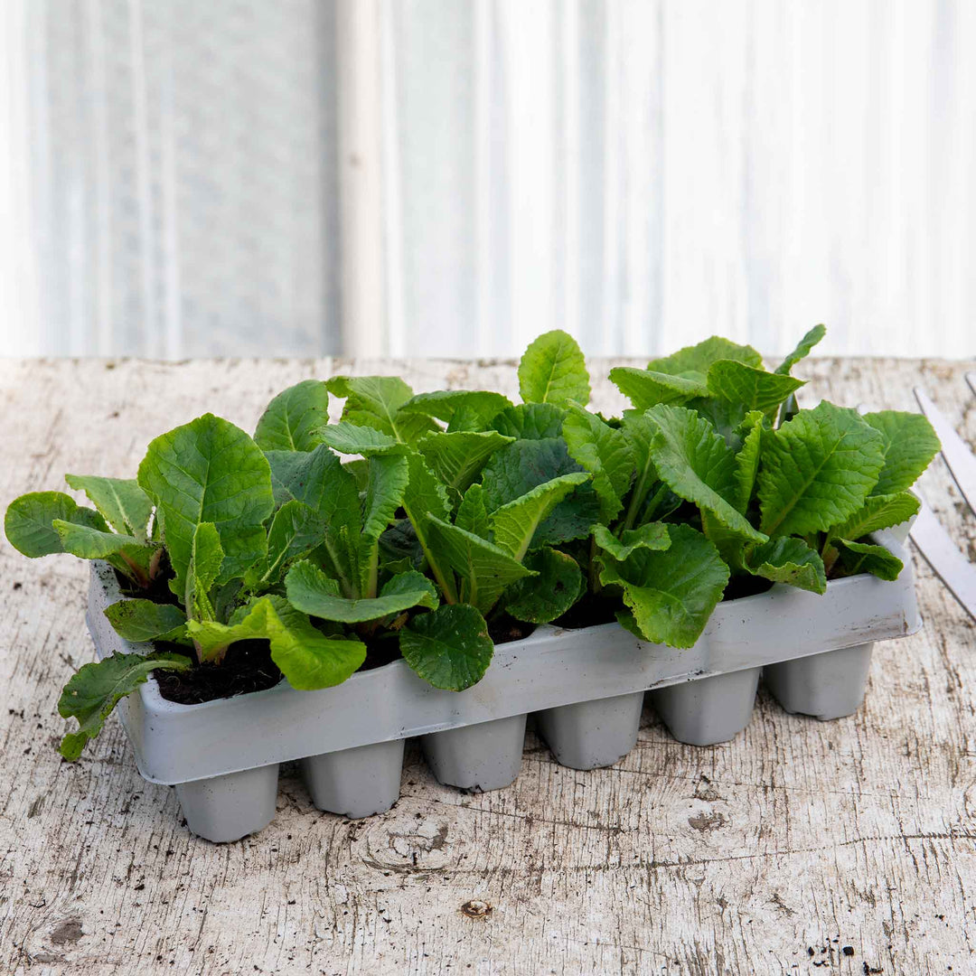 Primrose Vulgaris 'Everlast' - 12 Garden Ready Plugs | Buy Primrose ...