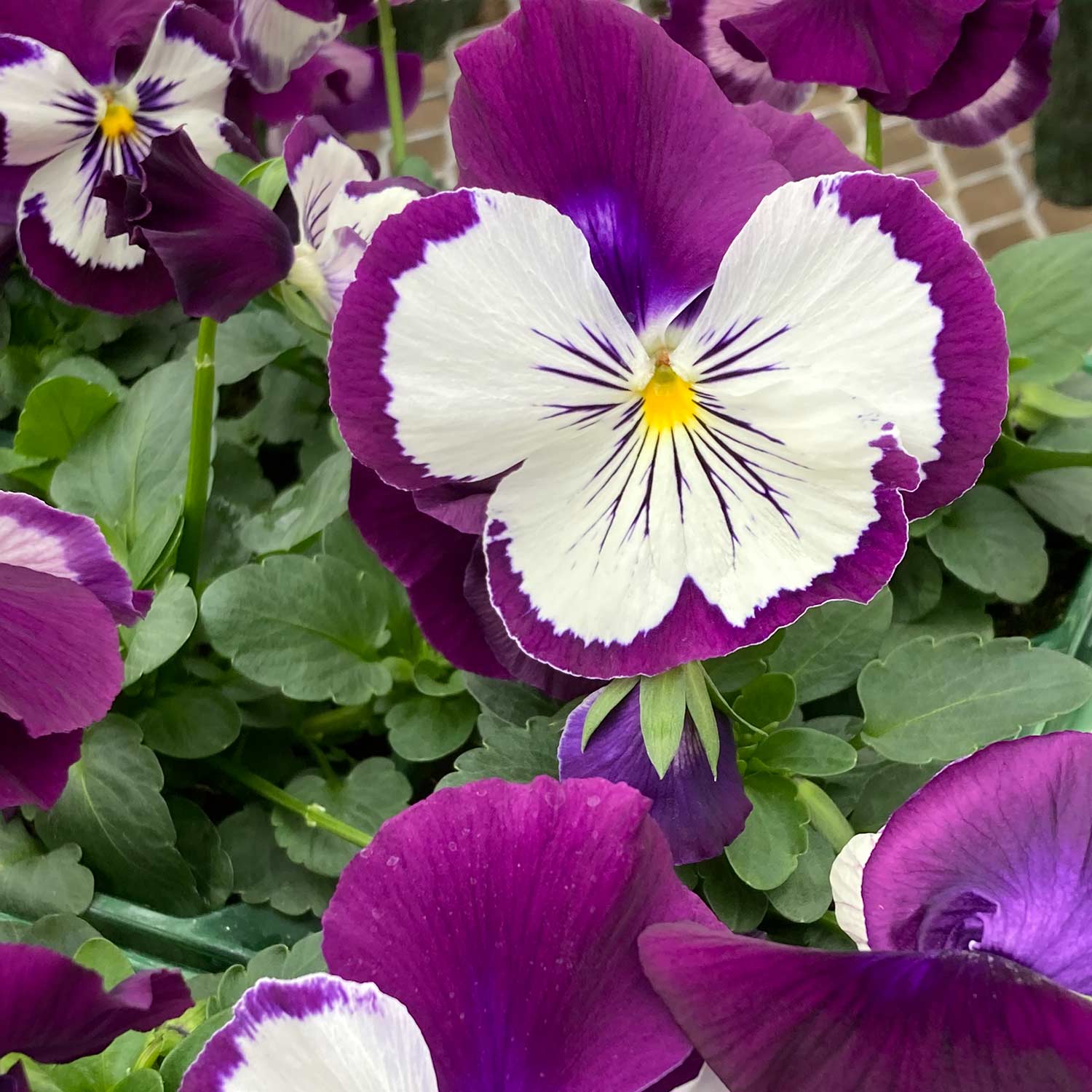 Pansy Cats Plus 'Purple and White' - 12 Garden Ready Plants | Buy Pansy ...