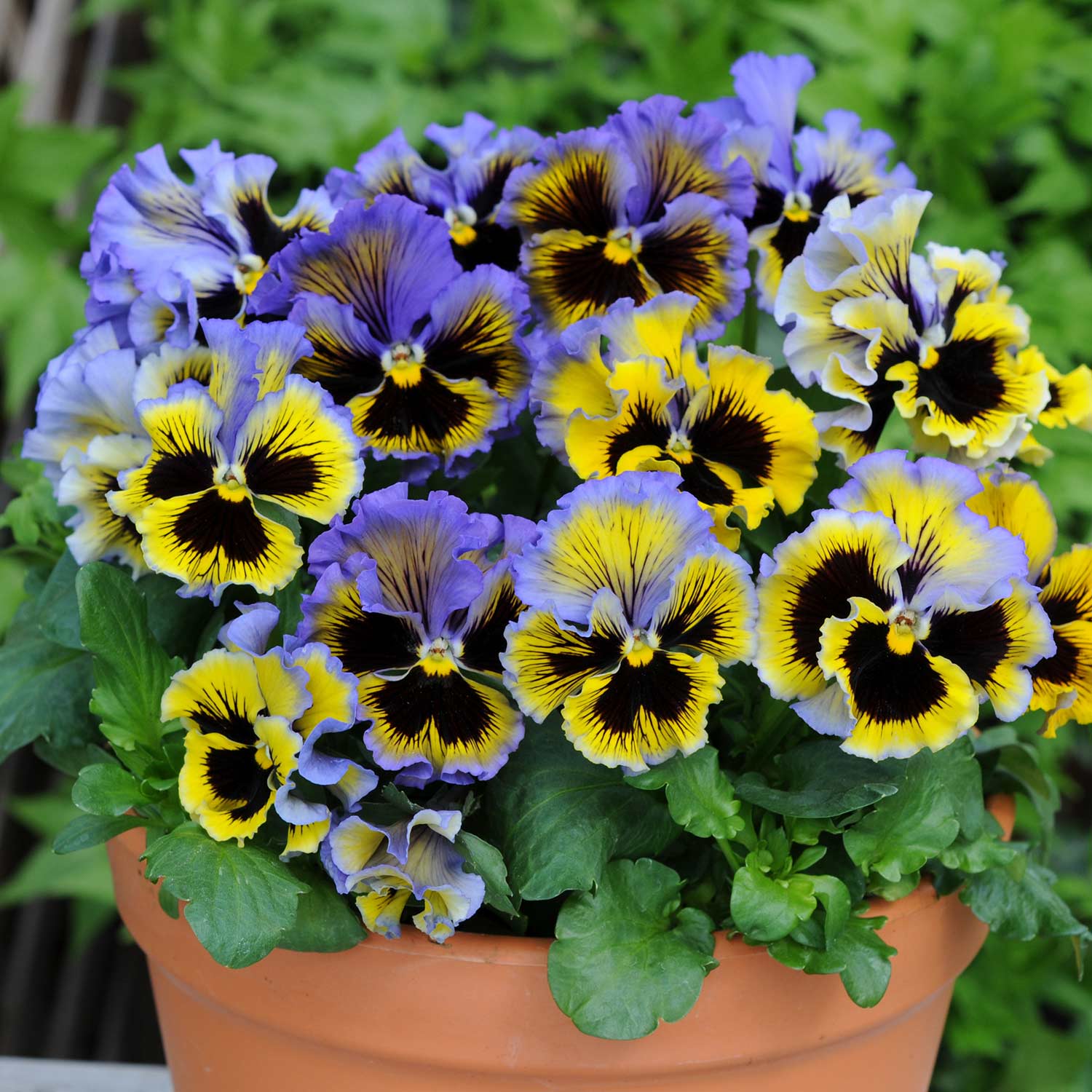 Pansy Plant 'Frizzle Sizzle Yellow Blue Swirl' | Marshalls Garden