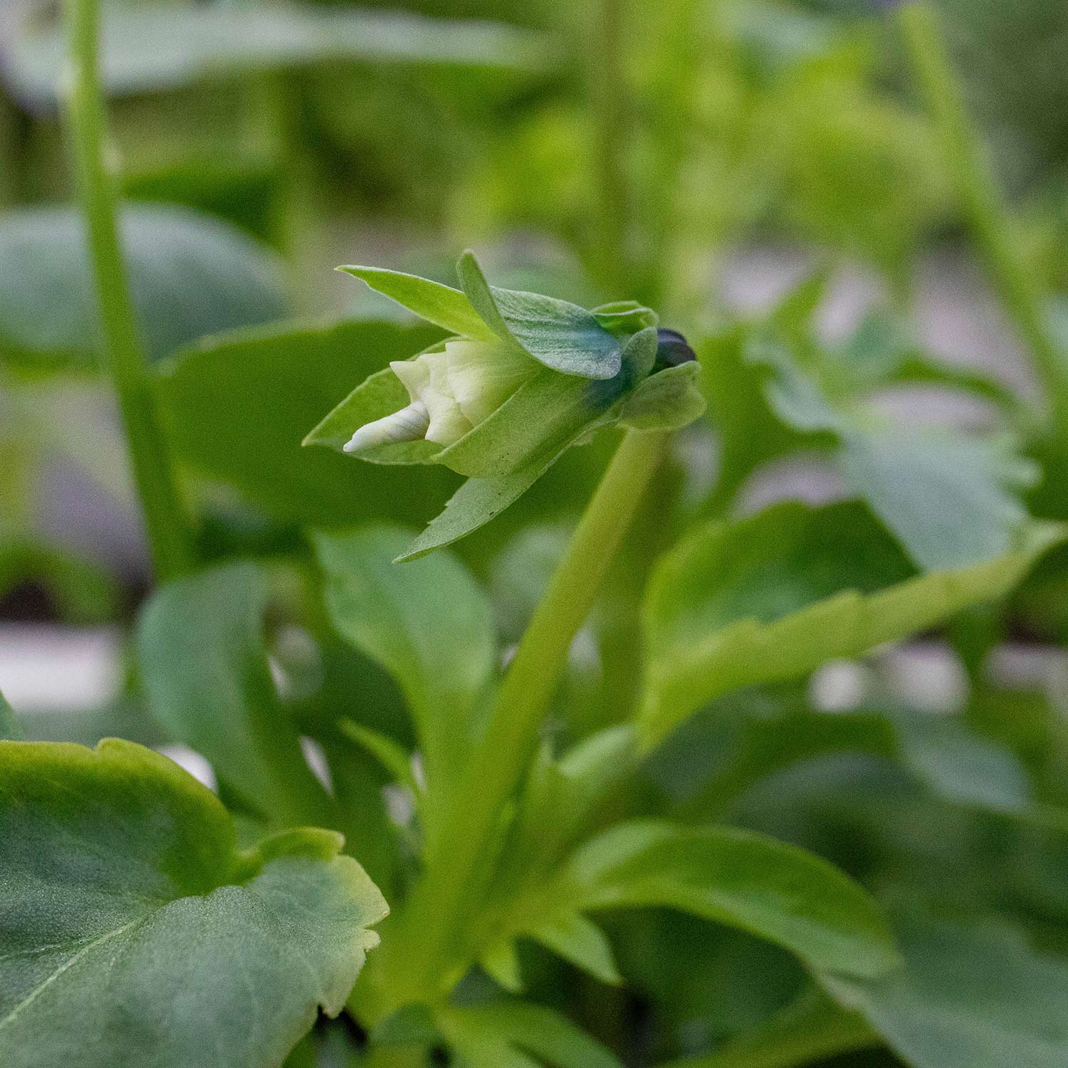 Pansy 'Frizzle Sizzle' Yellow Blue Swirl - 12 Garden Ready Plants | Buy ...
