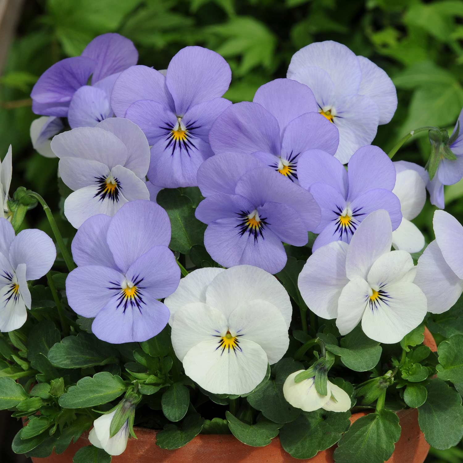 Viola Plant 'Yesterday, Today, Tomorrow' | Marshalls Garden