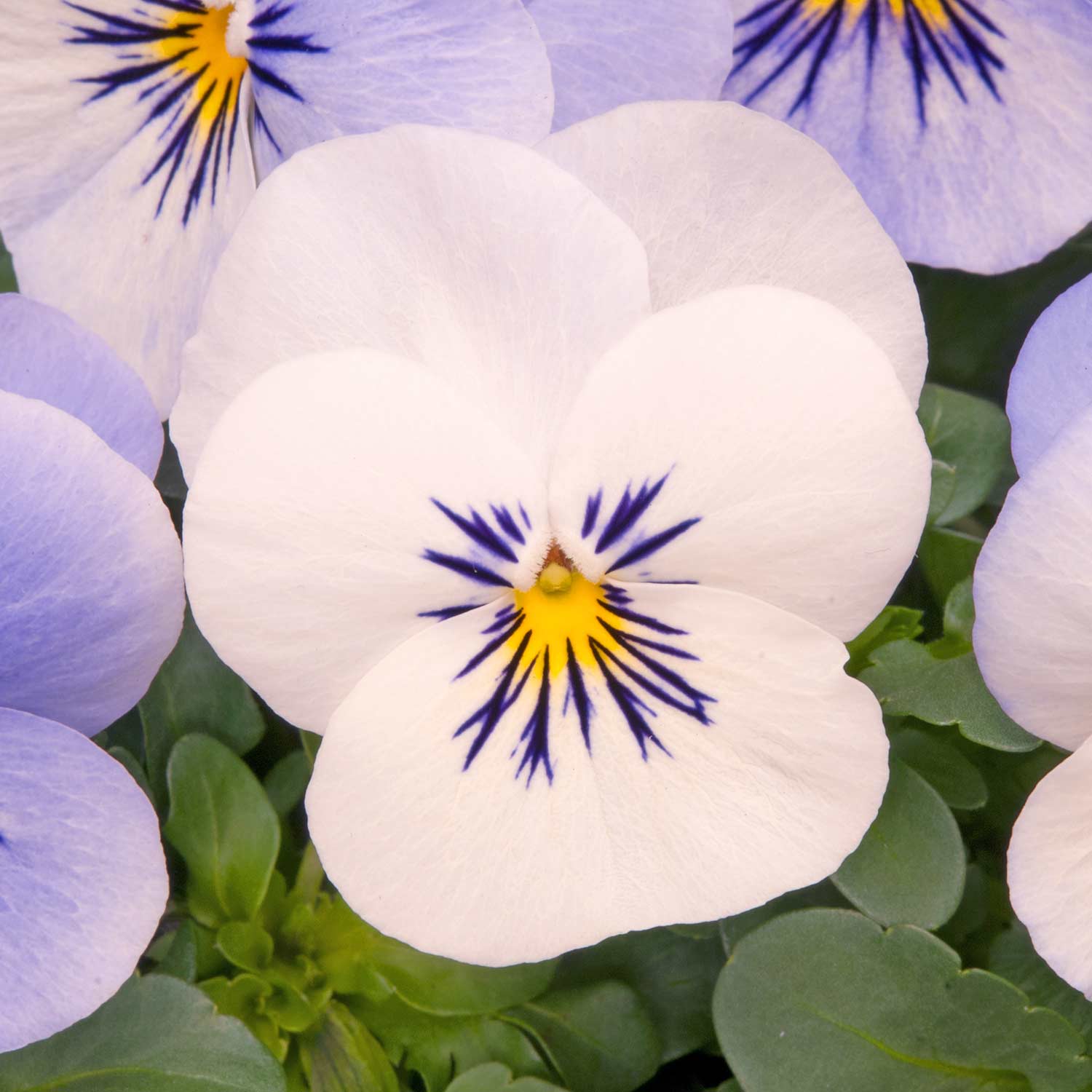 Viola Plant 'Yesterday, Today, Tomorrow' | Buy Viola Plants Online ...