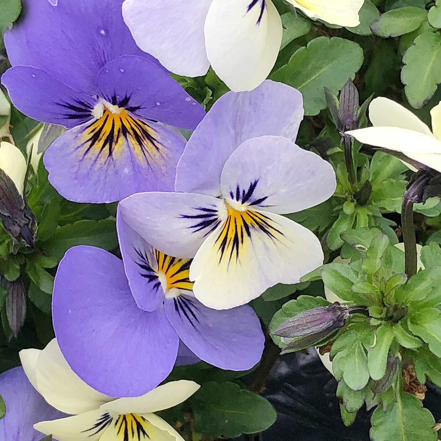 Viola 'Yesterday, Today, Tomorrow' - 12 Garden Ready Plants | Buy Viola ...
