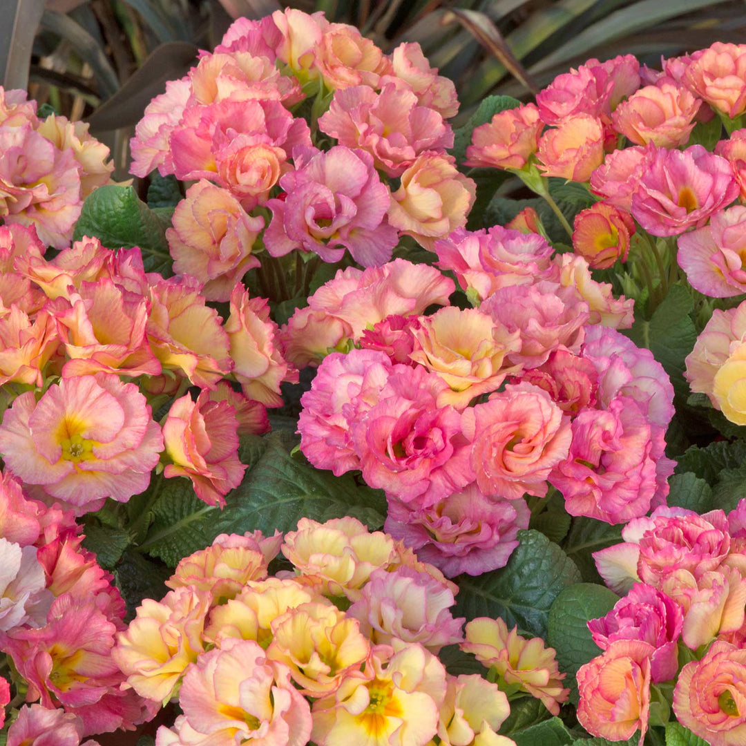 Primrose 'Amore' - 12 Garden Ready Plants | Buy Primrose Plants Online ...