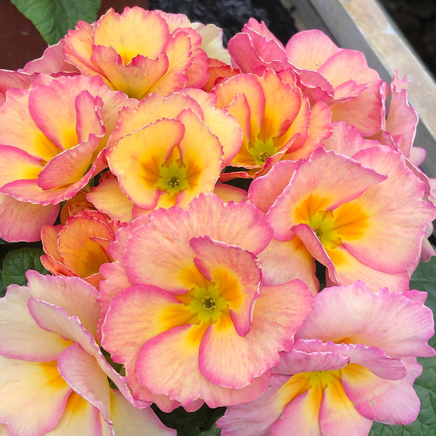 Primrose 'Amore' - 12 Garden Ready Plants | Buy Primrose Plants Online ...