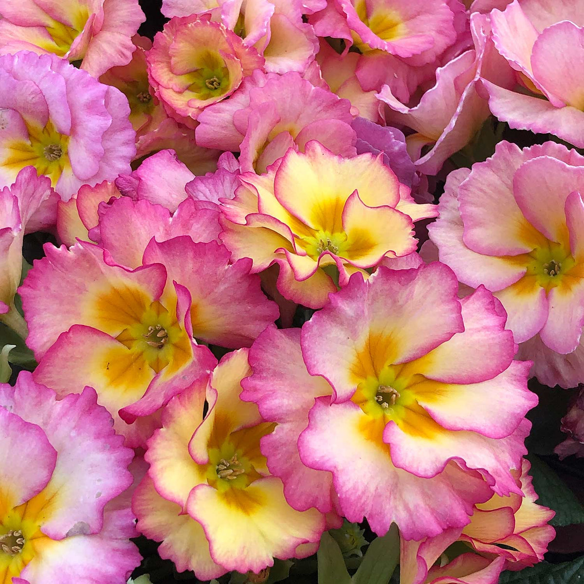 Primrose 'Amore' - 12 Garden Ready Plants | Buy Primrose Plants Online ...