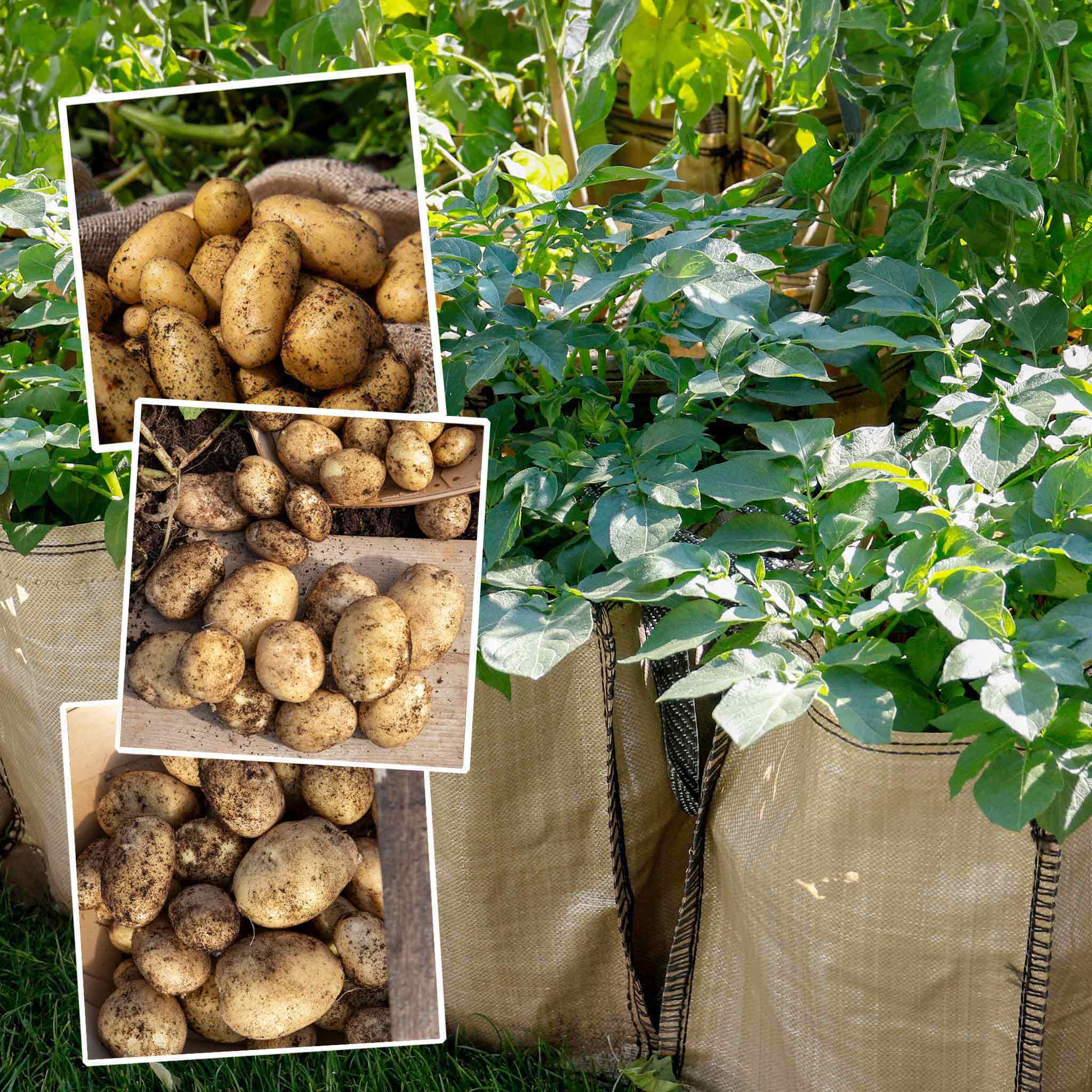 The All Season Patio Seed Potato Kit | Marshalls Garden