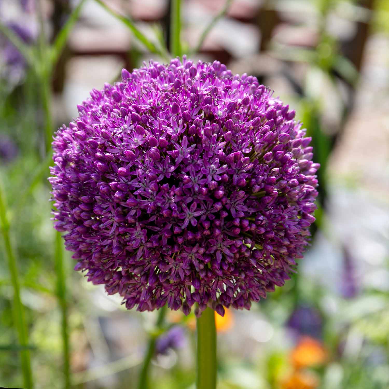 Allium Bulbs 'Purple Sensation' | Marshalls Garden