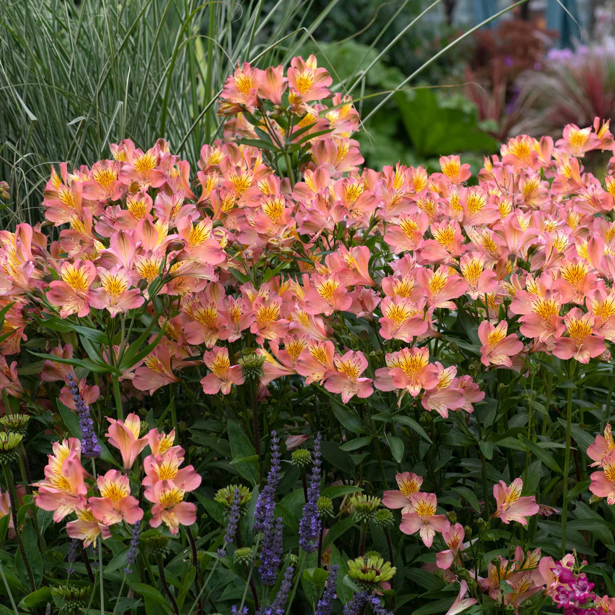Alstroemeria Plant 'Summer Rose' | Marshalls Garden