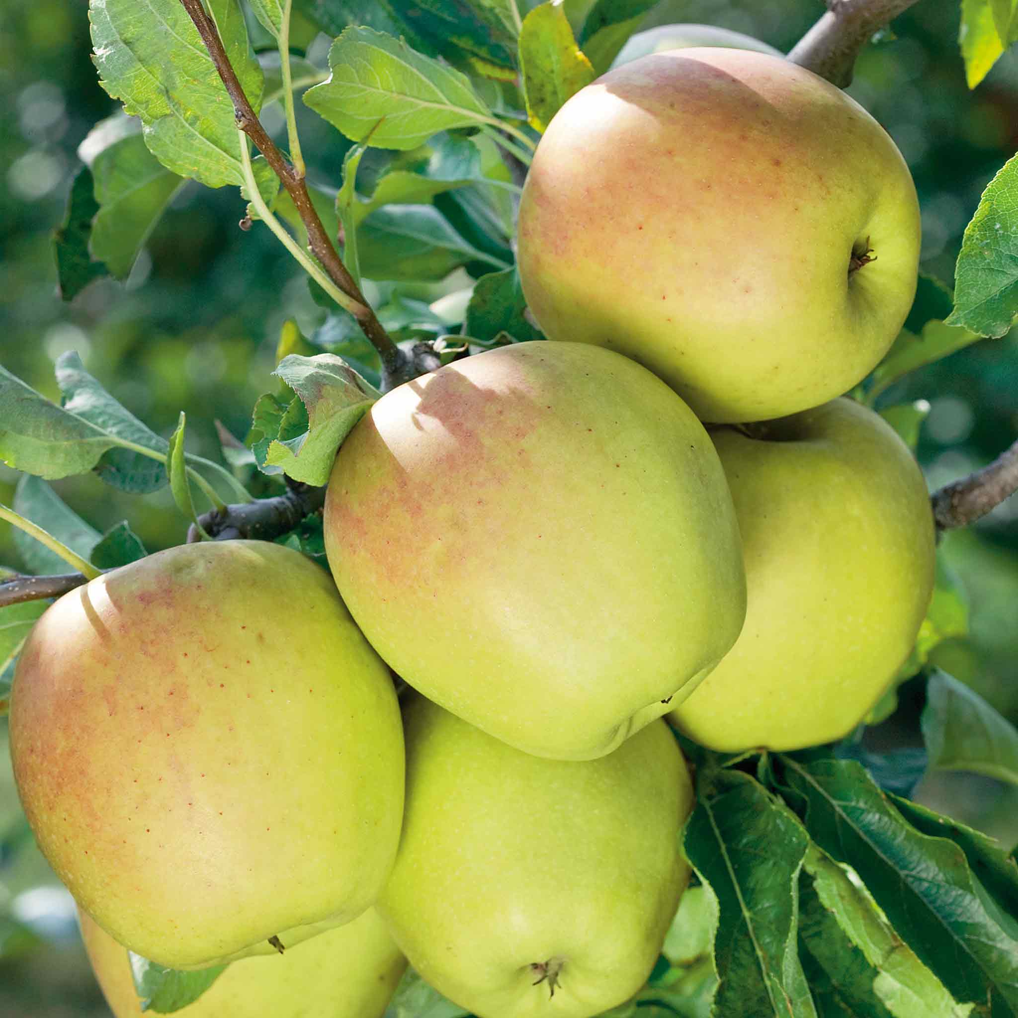 Patio Apple Tree 'Golden Delicious' | Marshalls Garden