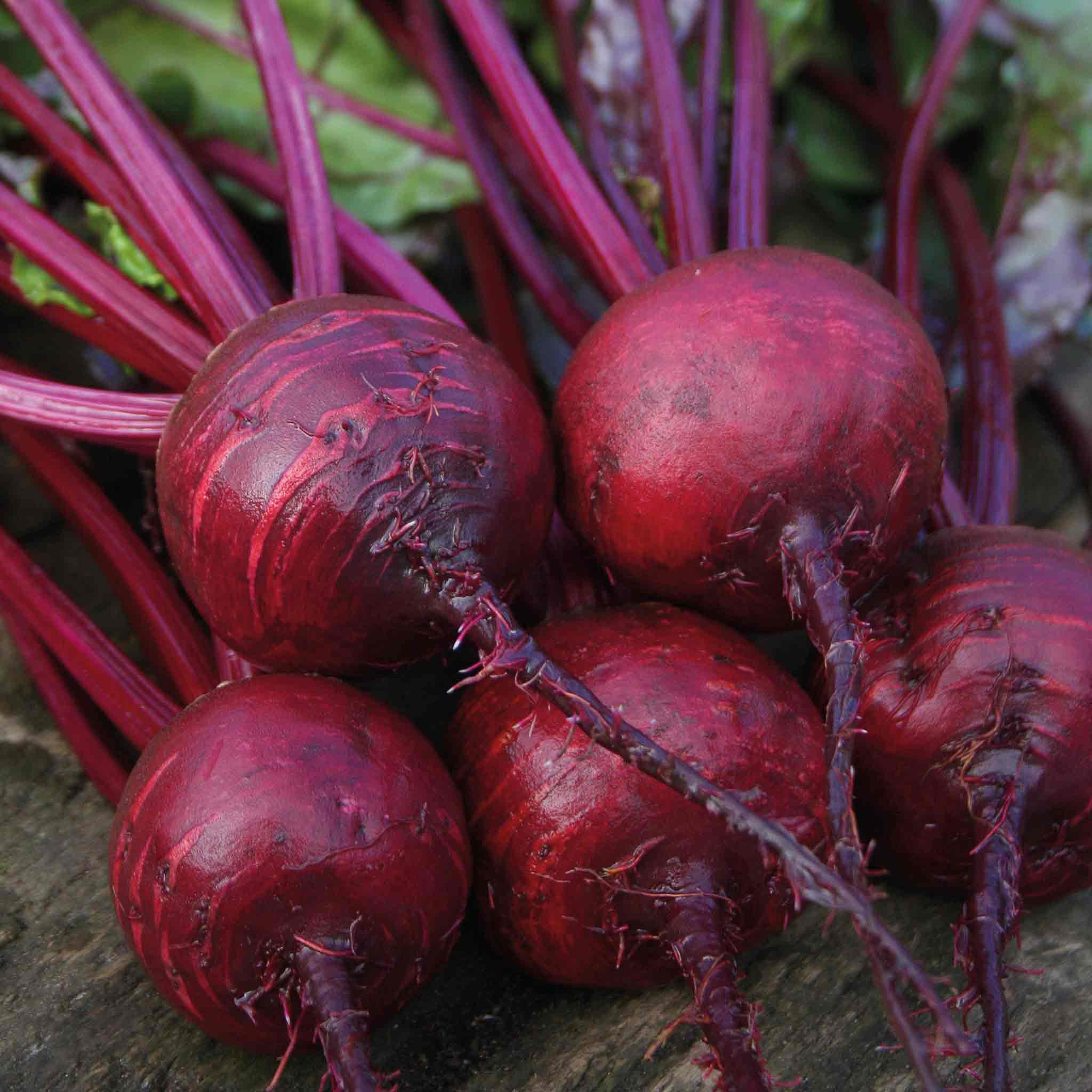 Beetroot Seeds 'Boston' | Marshalls Garden