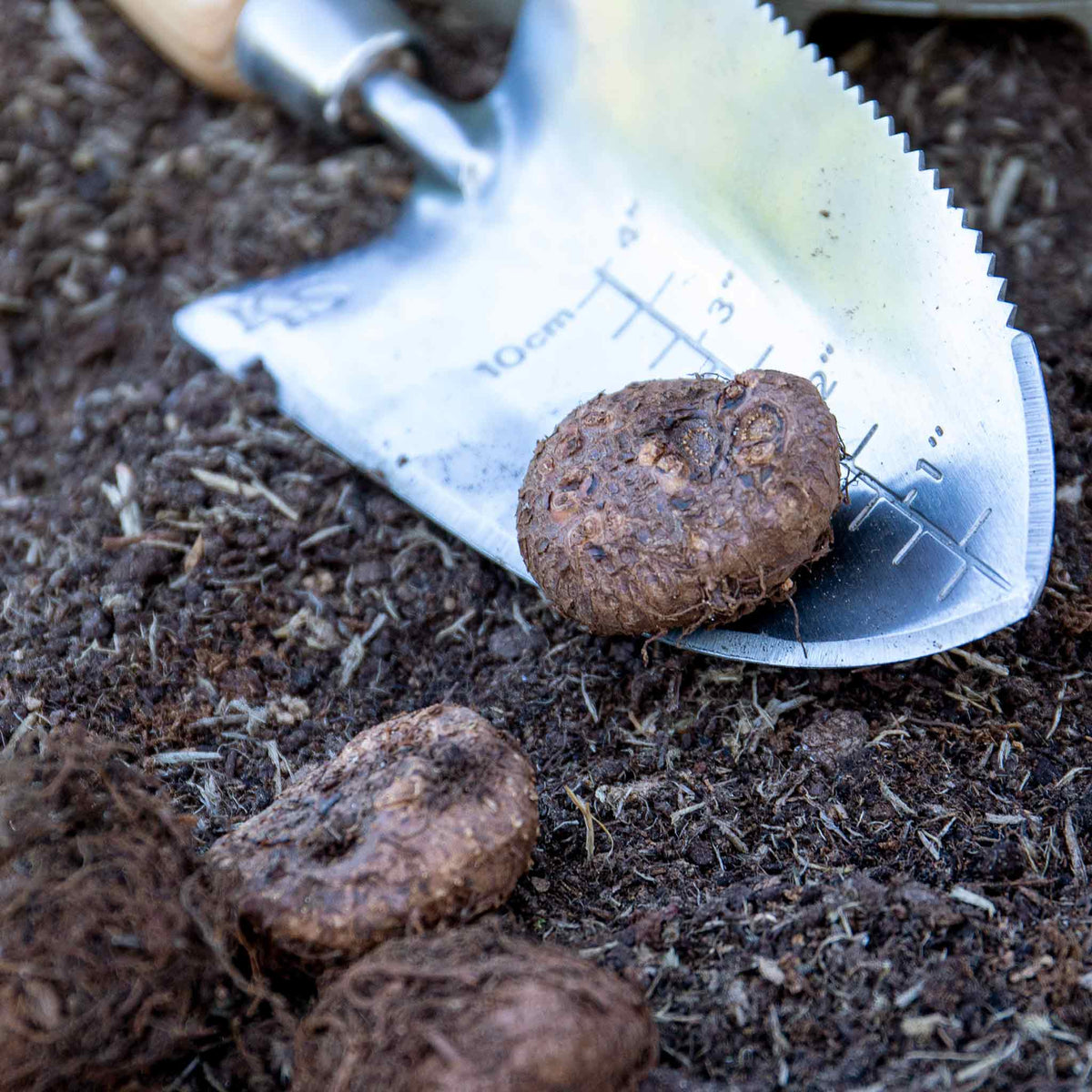 Begonia 'Cascade Sunray'| Buy Begonia Tubers Online | Begonia Tubers ...
