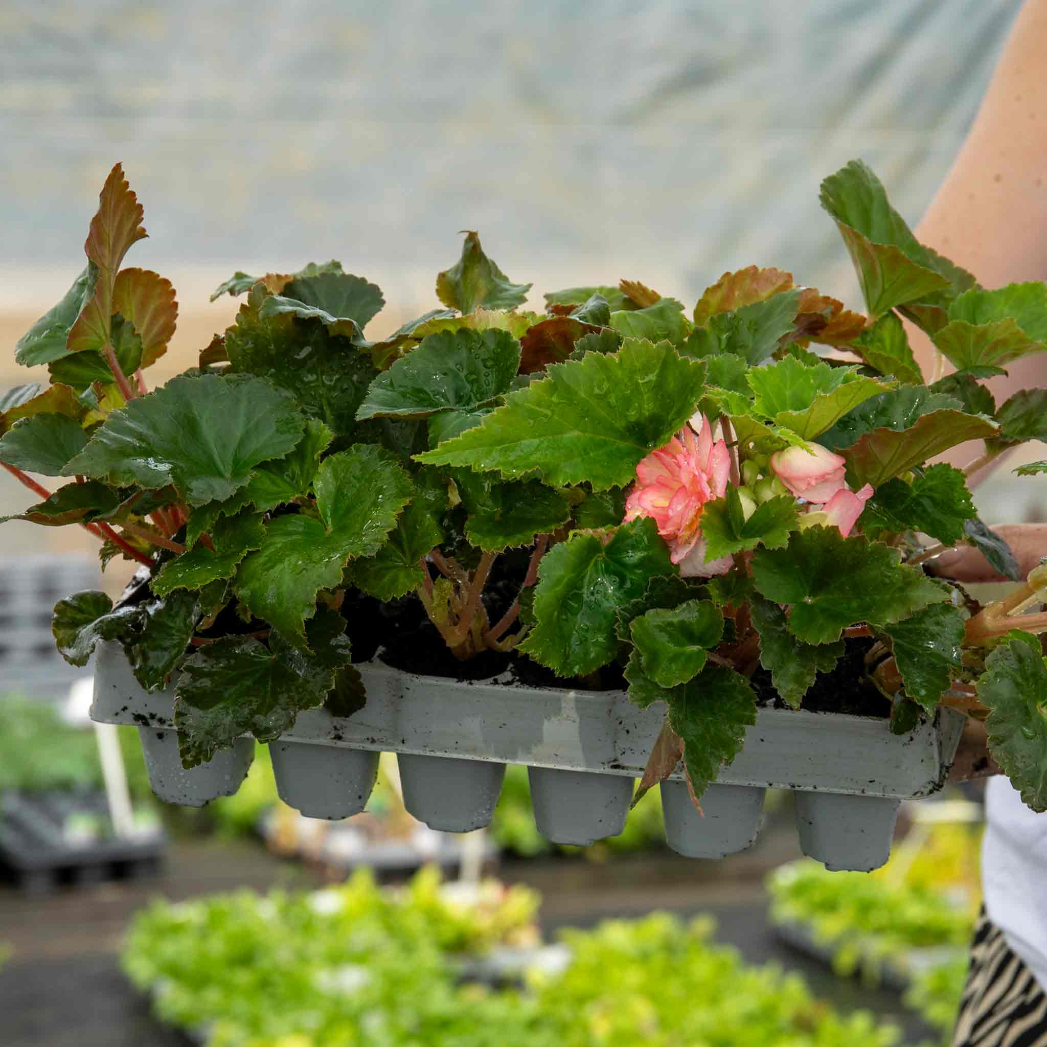 Begonia Plant 'Non-Stop Joy Rose Picotee' | Marshalls Garden