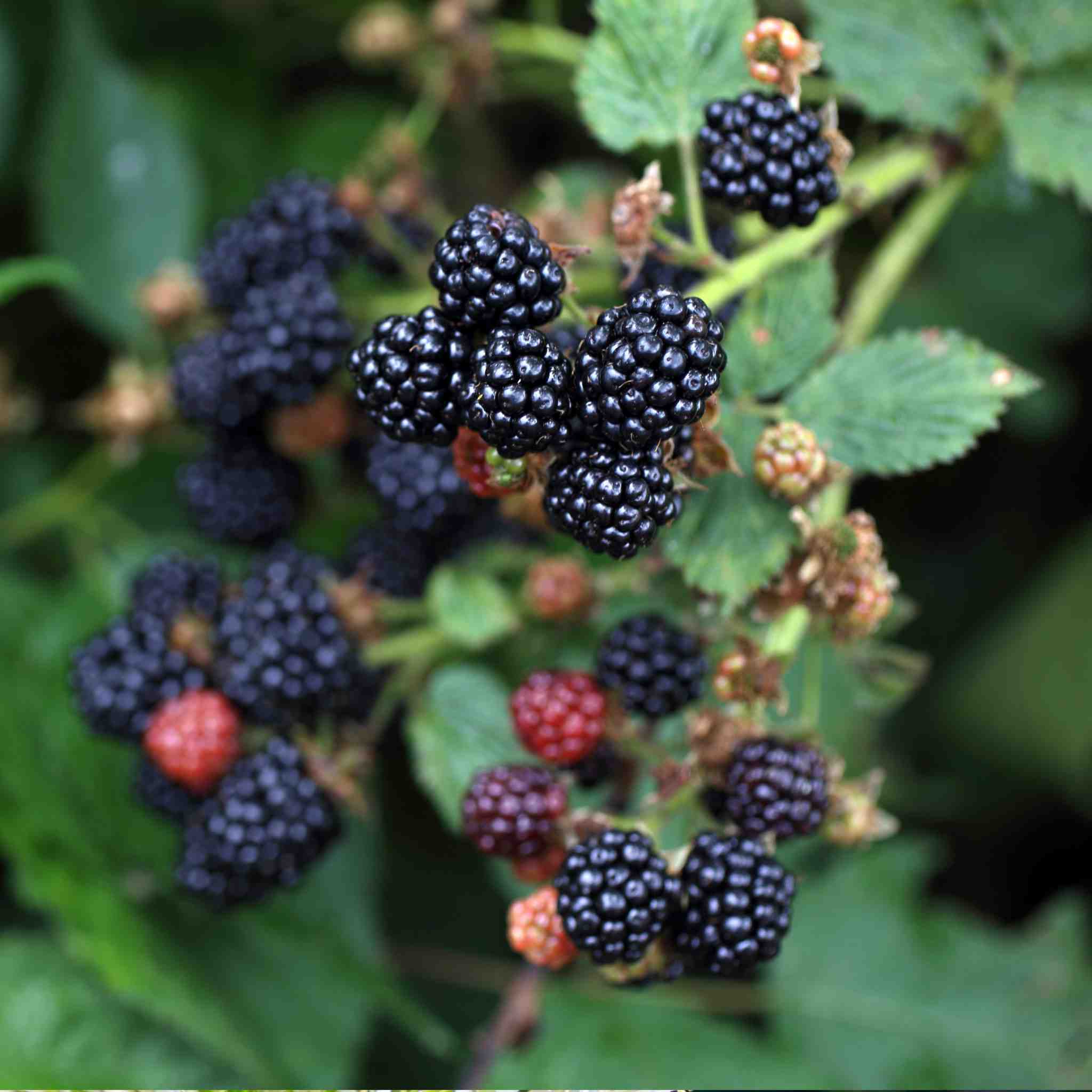 Blackberry 'Chester Thornless' – Marshalls Garden