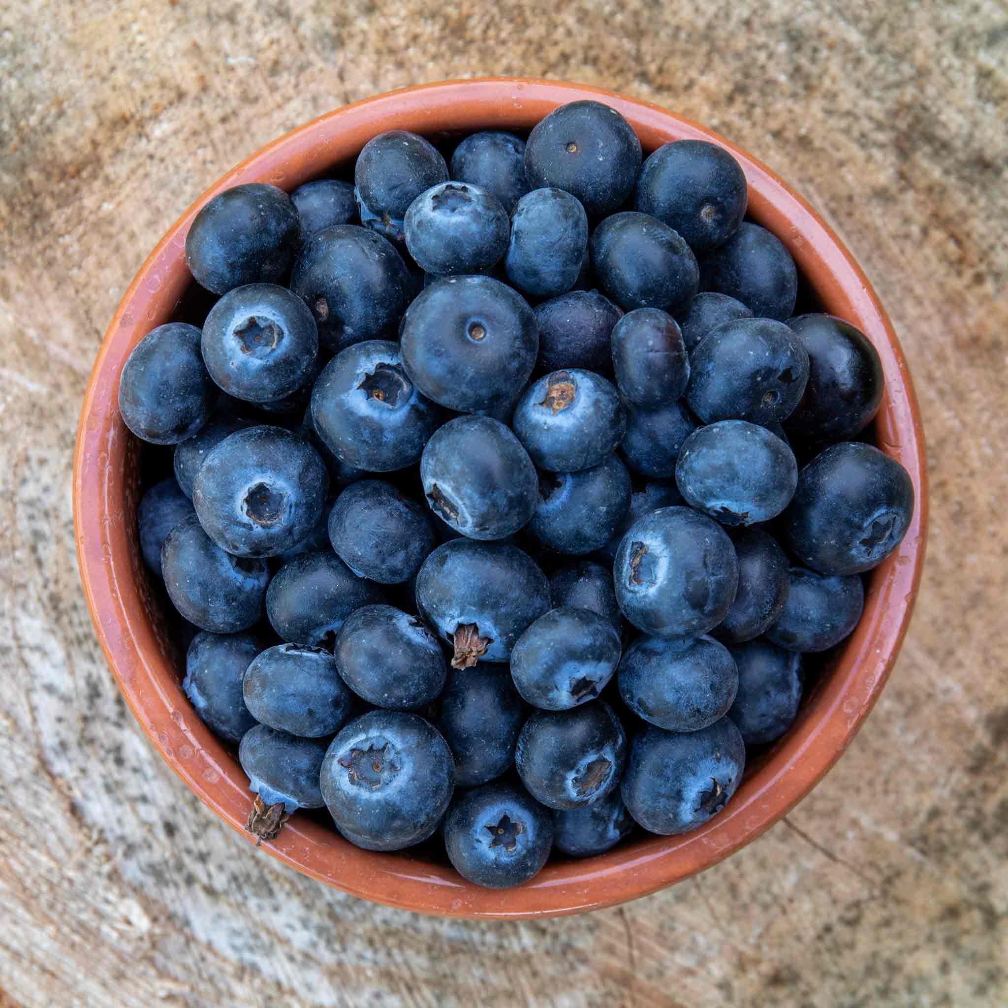 Blueberry Plant 'Top Hat' | Marshalls Garden