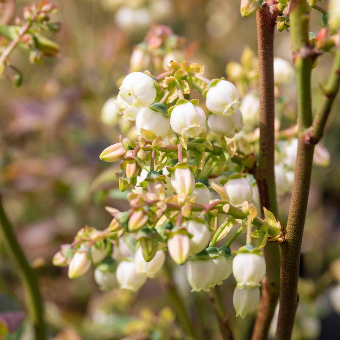 Blueberry Plant 'Bluegold' | Marshalls Garden