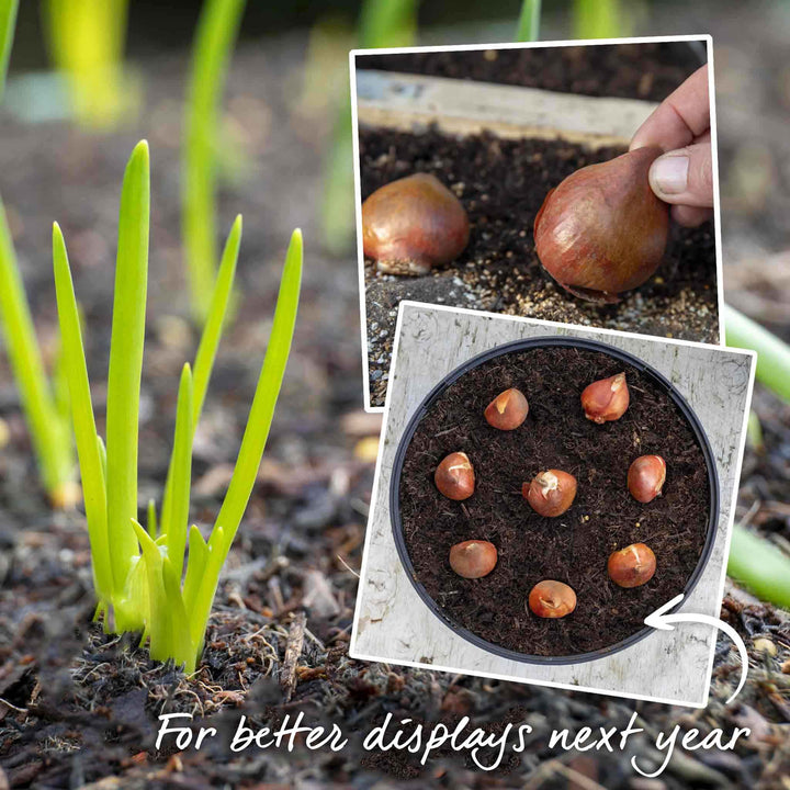 Tulip 'Firewings' - 10 Bulbs | Buy Tulip Bulbs Online | Tulip Bulbs for ...