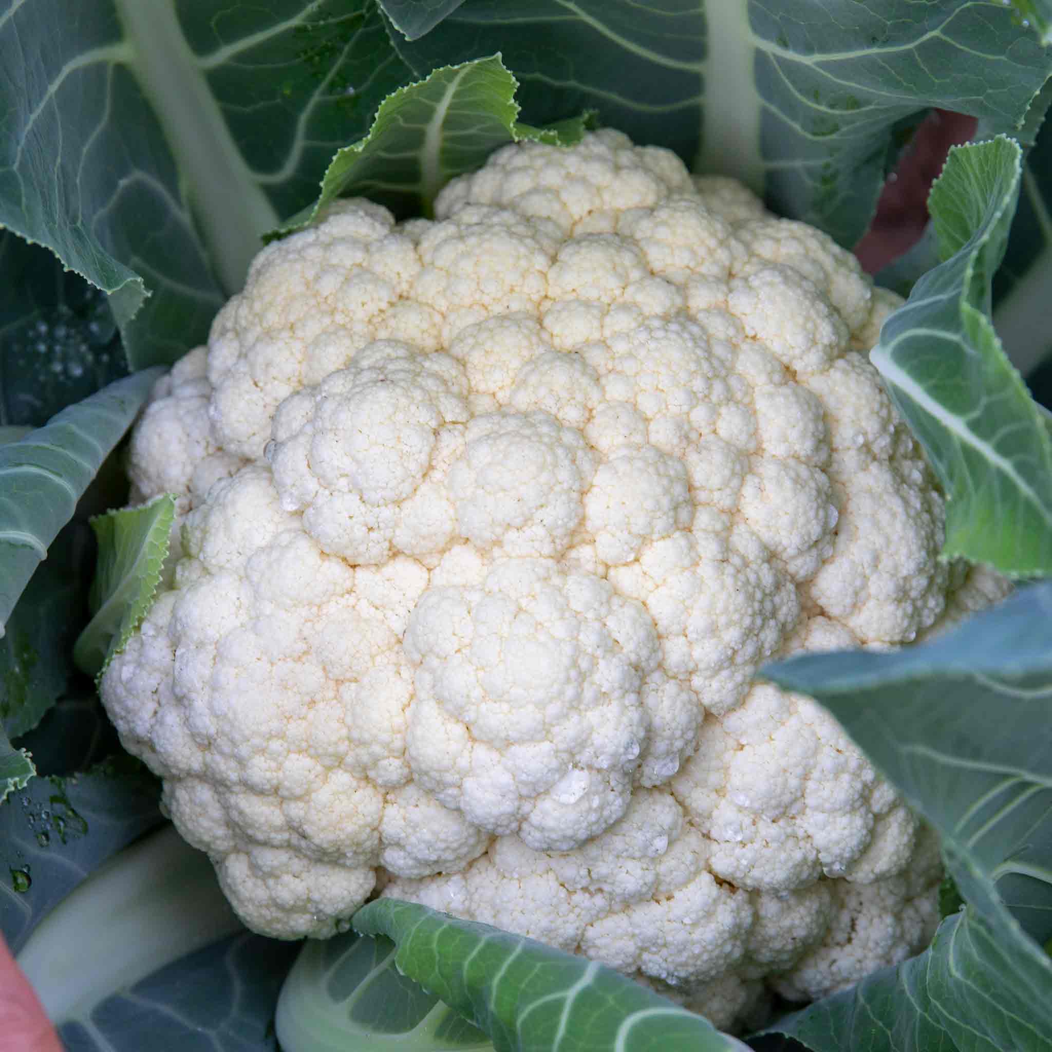 Cauliflower Seeds 'All The Year Round' | Marshalls Garden