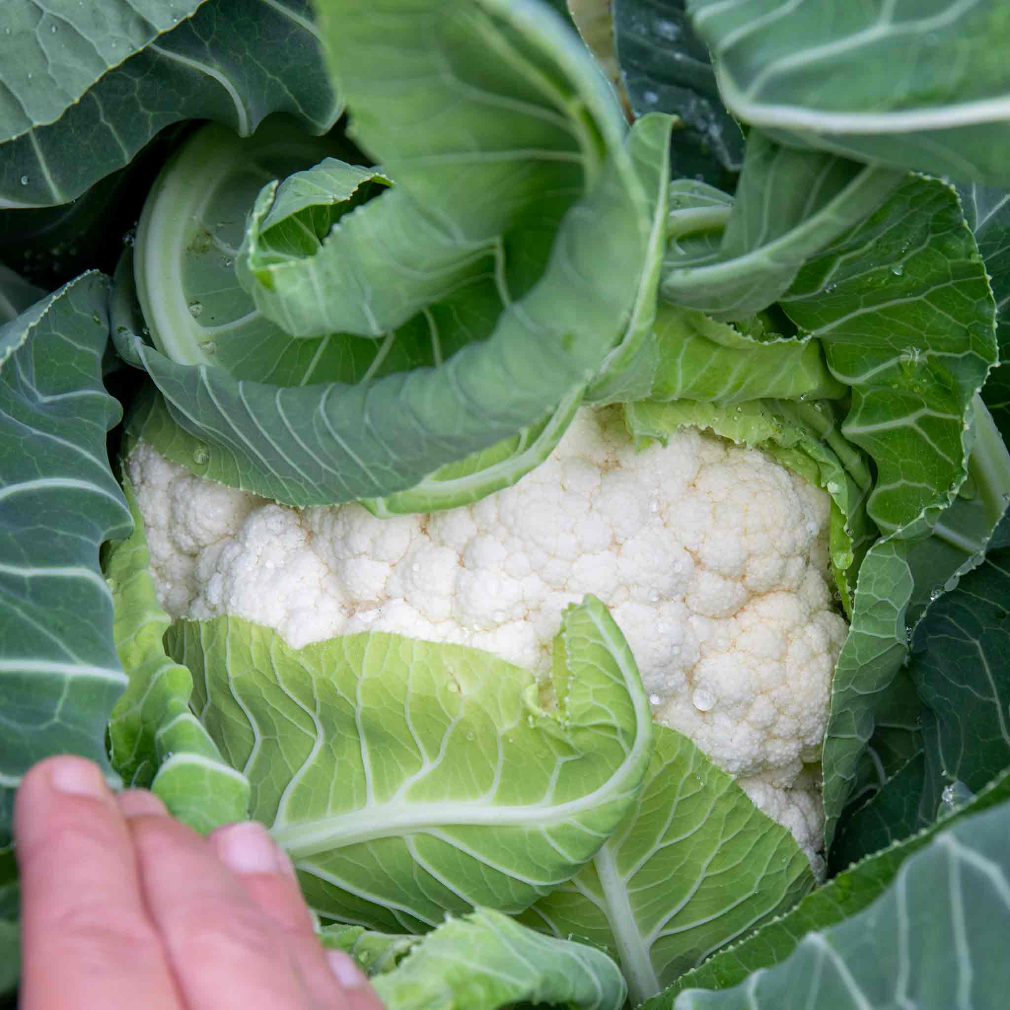 Cauliflower Seeds 'Skywalker' | Marshalls Garden