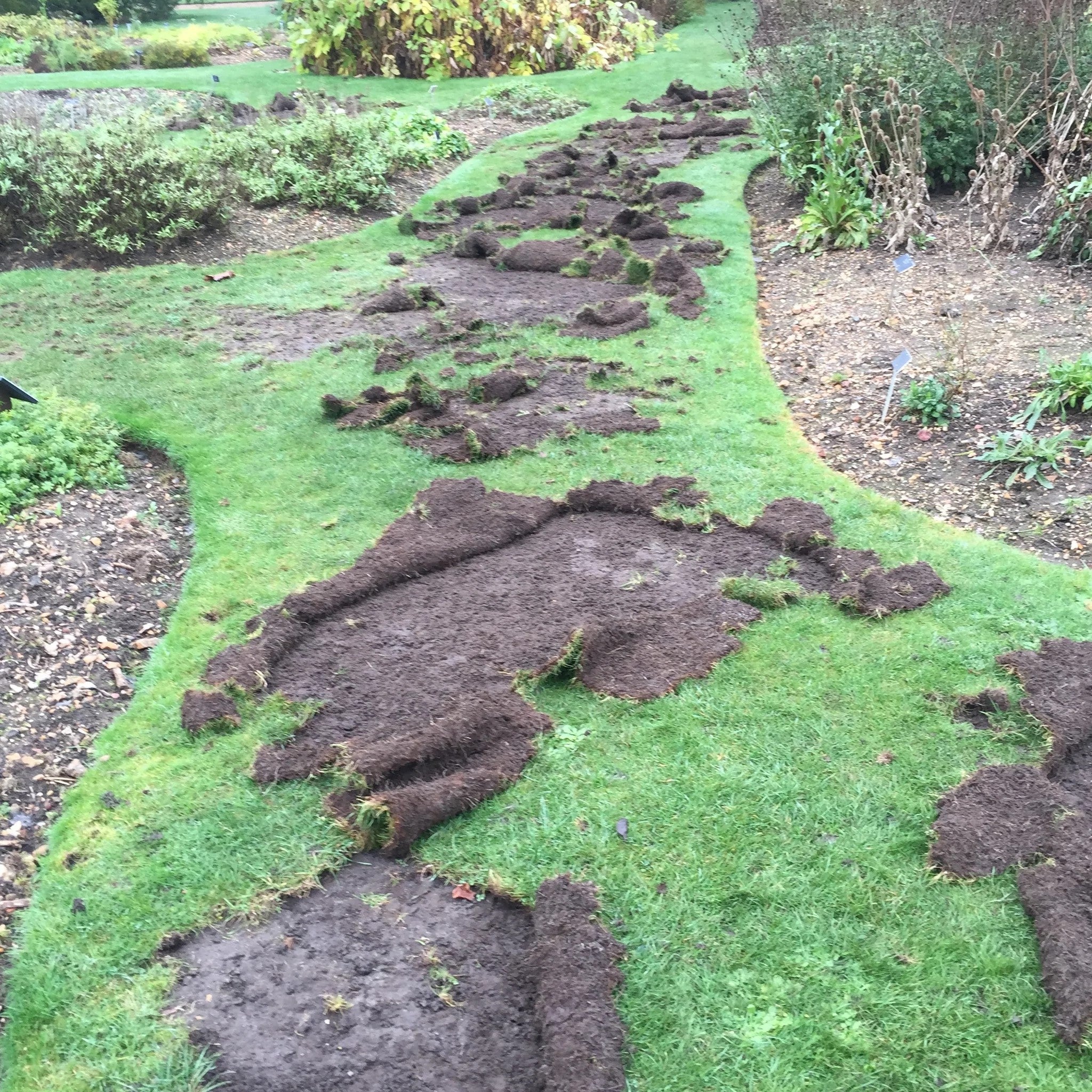 DragonFli Chafer Grub Killer Nematodes - 100sqm | Buy Pest Control ...