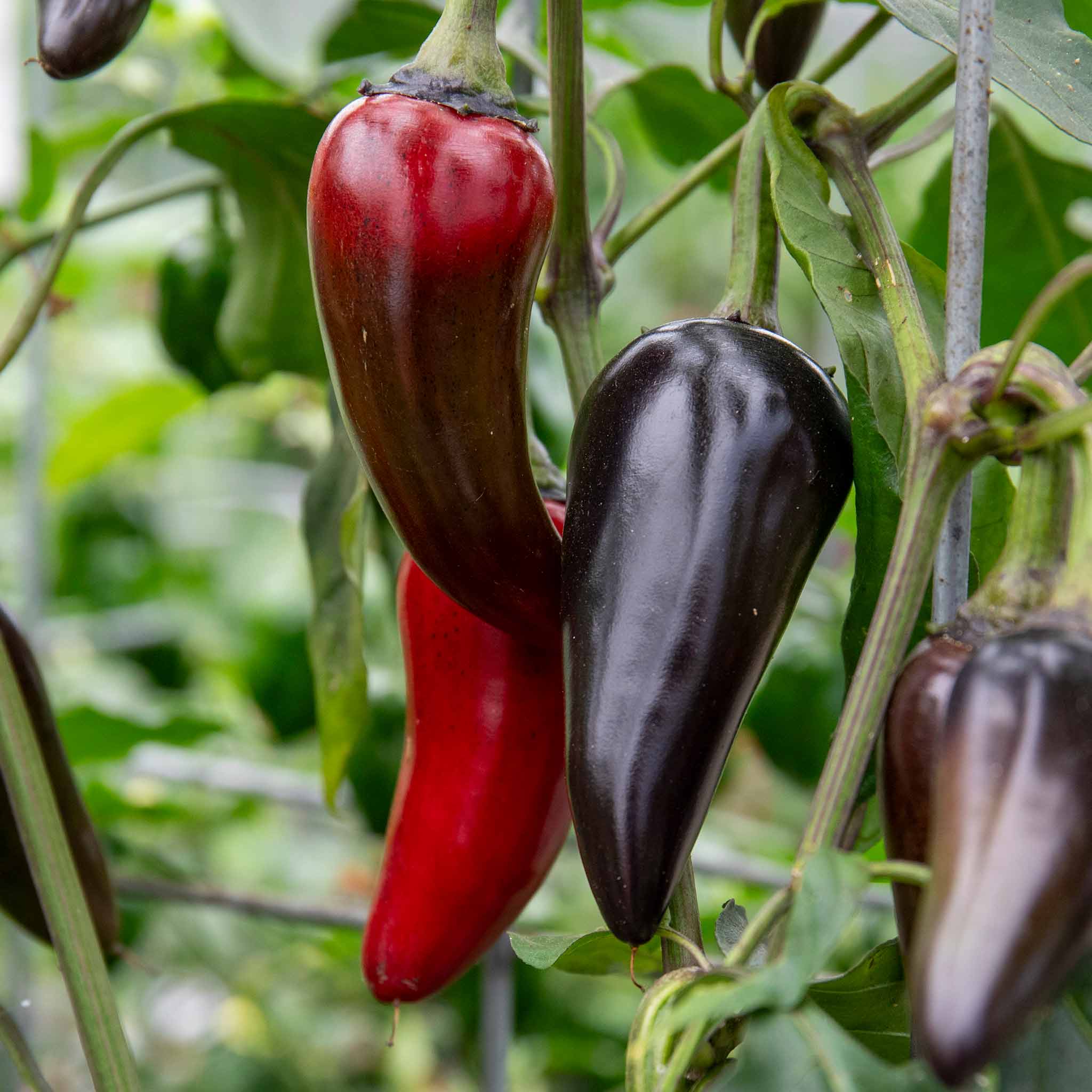 Chilli Plant 'Hungarian Black' | Marshalls Garden