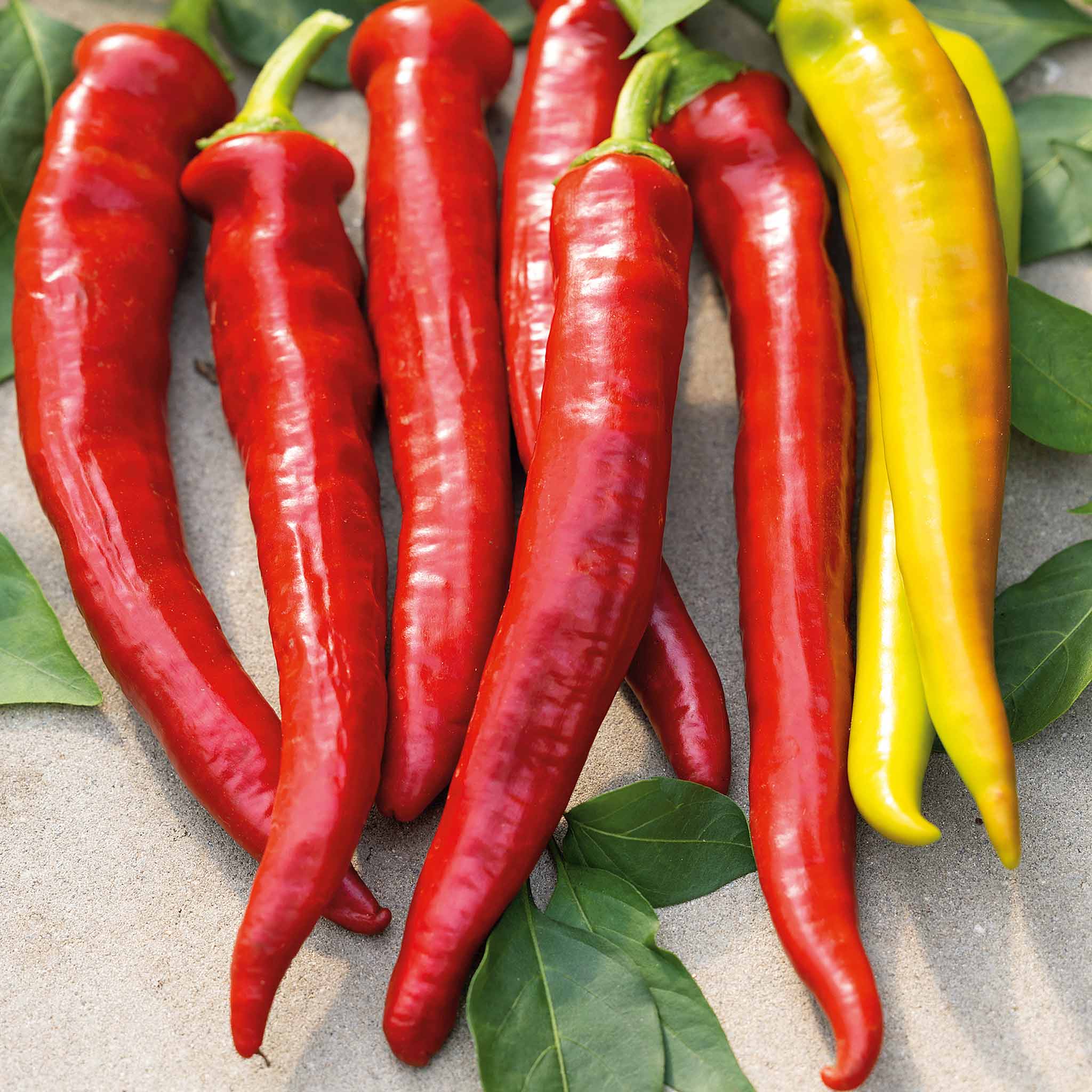 Chilli Plant 'Long Horn' | Marshalls Garden