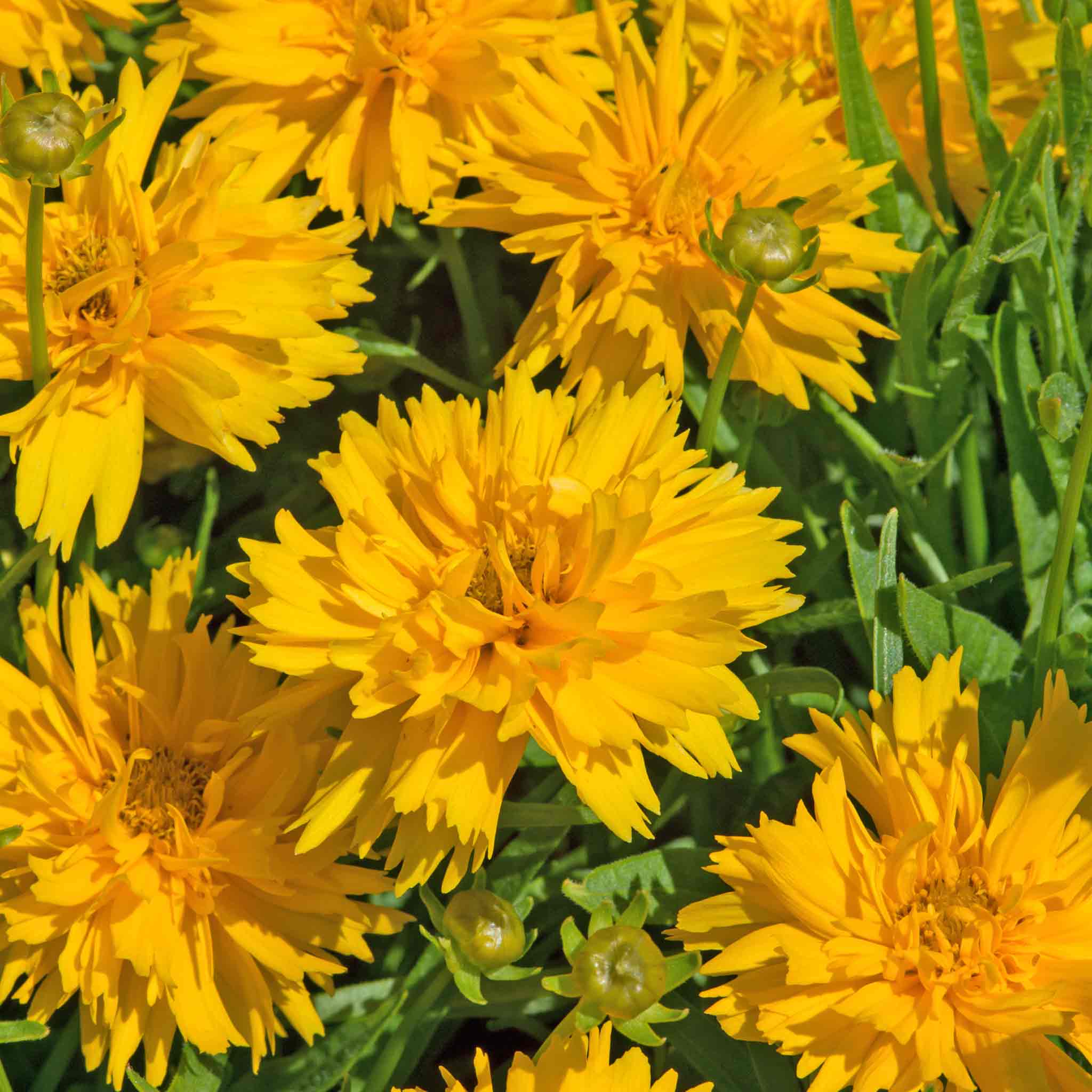Coreopsis Plant 'Double The Sun' | Marshalls Garden