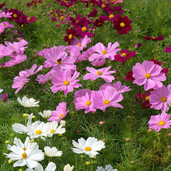 Cosmos Plant 'Apollo Mixed' | Marshalls Garden